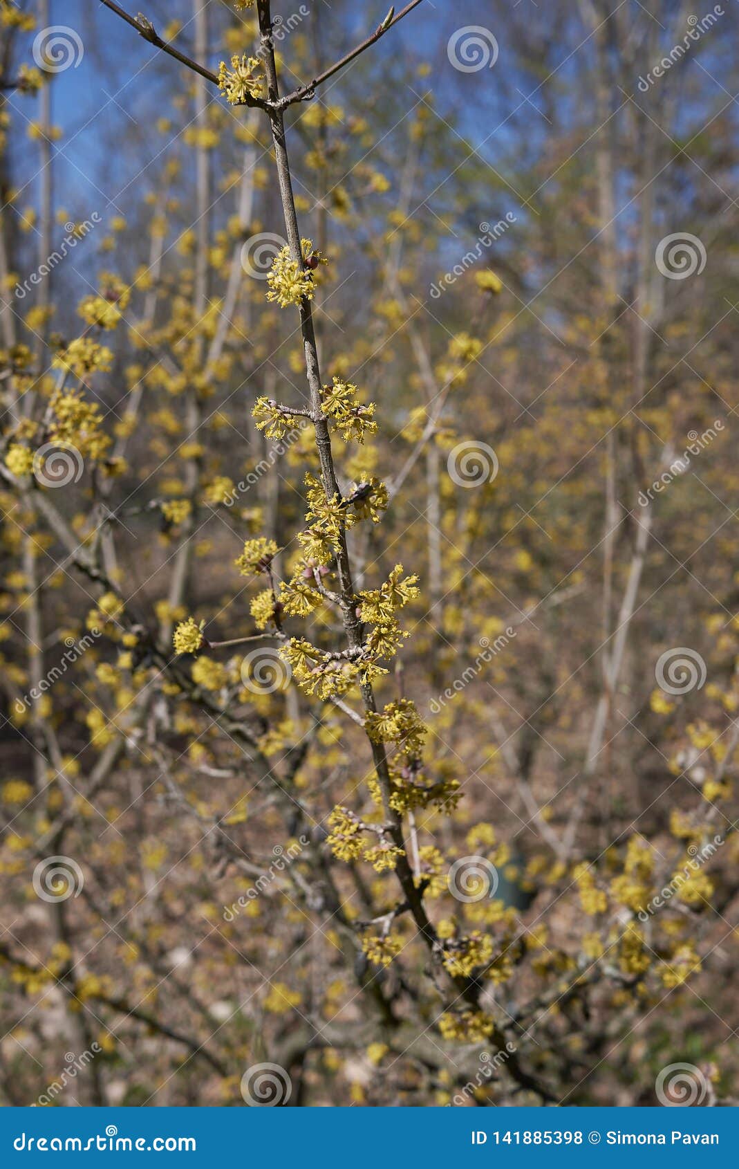 Yellow Flowers of Cornus Mas Shrub Stock Photo - Image of branch, flora ...
