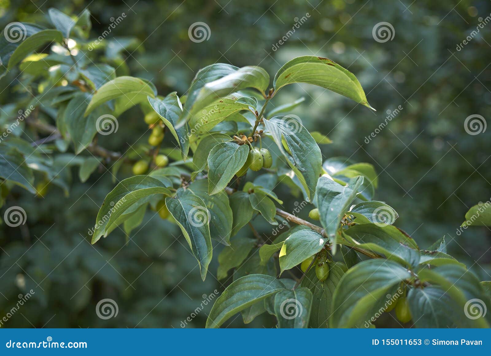 Green Foliage of Cornus Mas Shrub Stock Image - Image of natural, green ...
