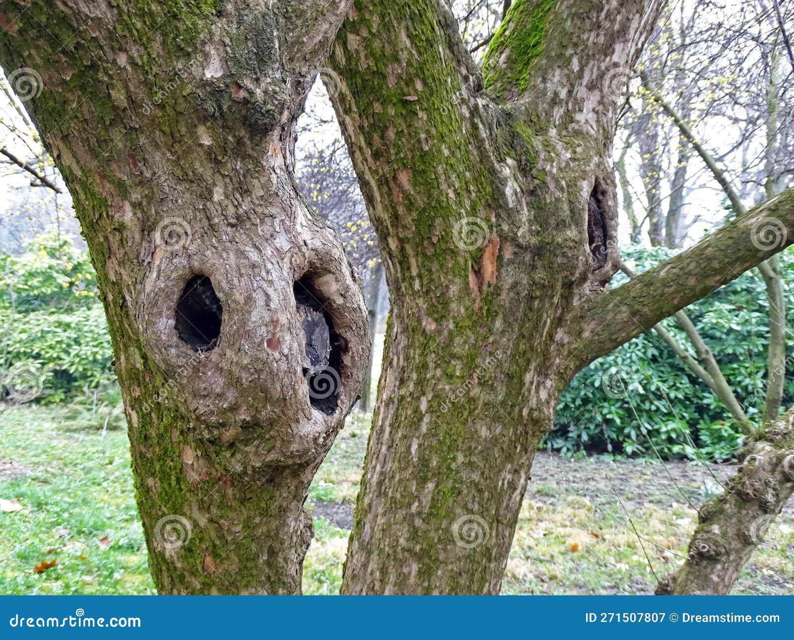 Cornus Mas L., Early Springtime Outdoors, Zagreb Stock Image - Image of ...