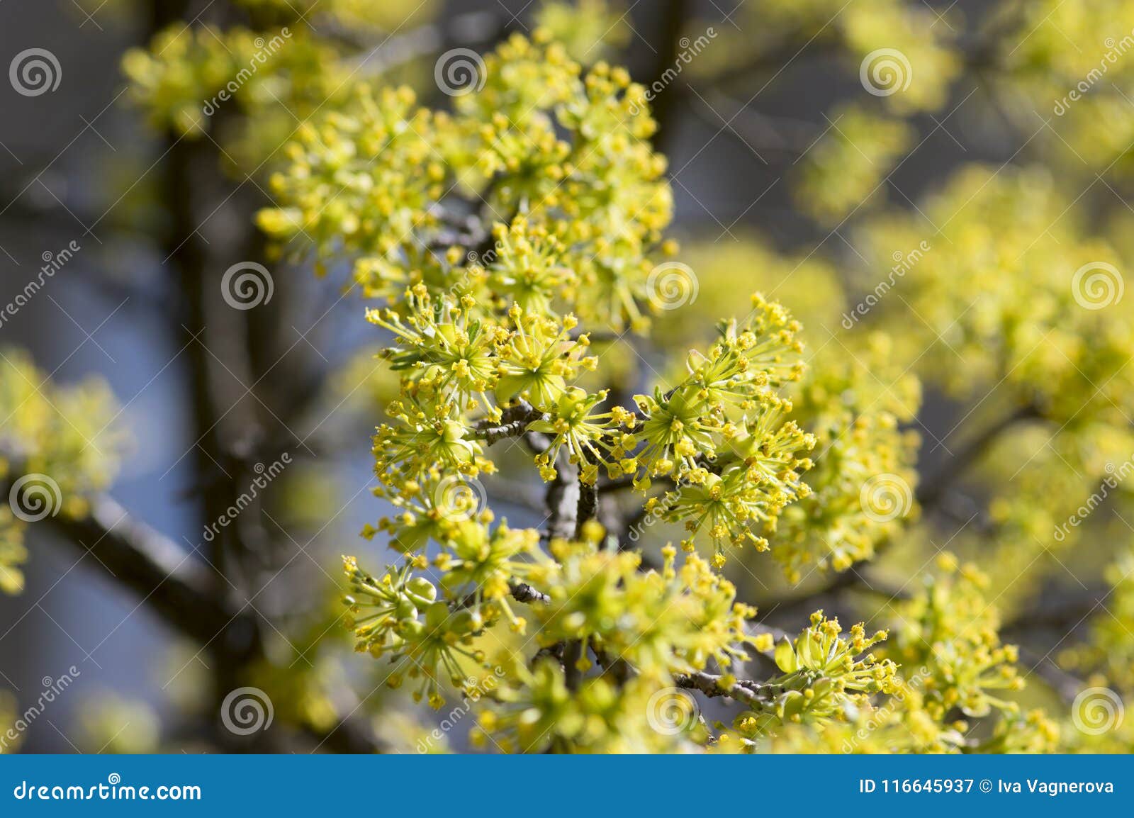 Cornus Mas Tree Branches during Early Springtime, Cornelian Cherry ...