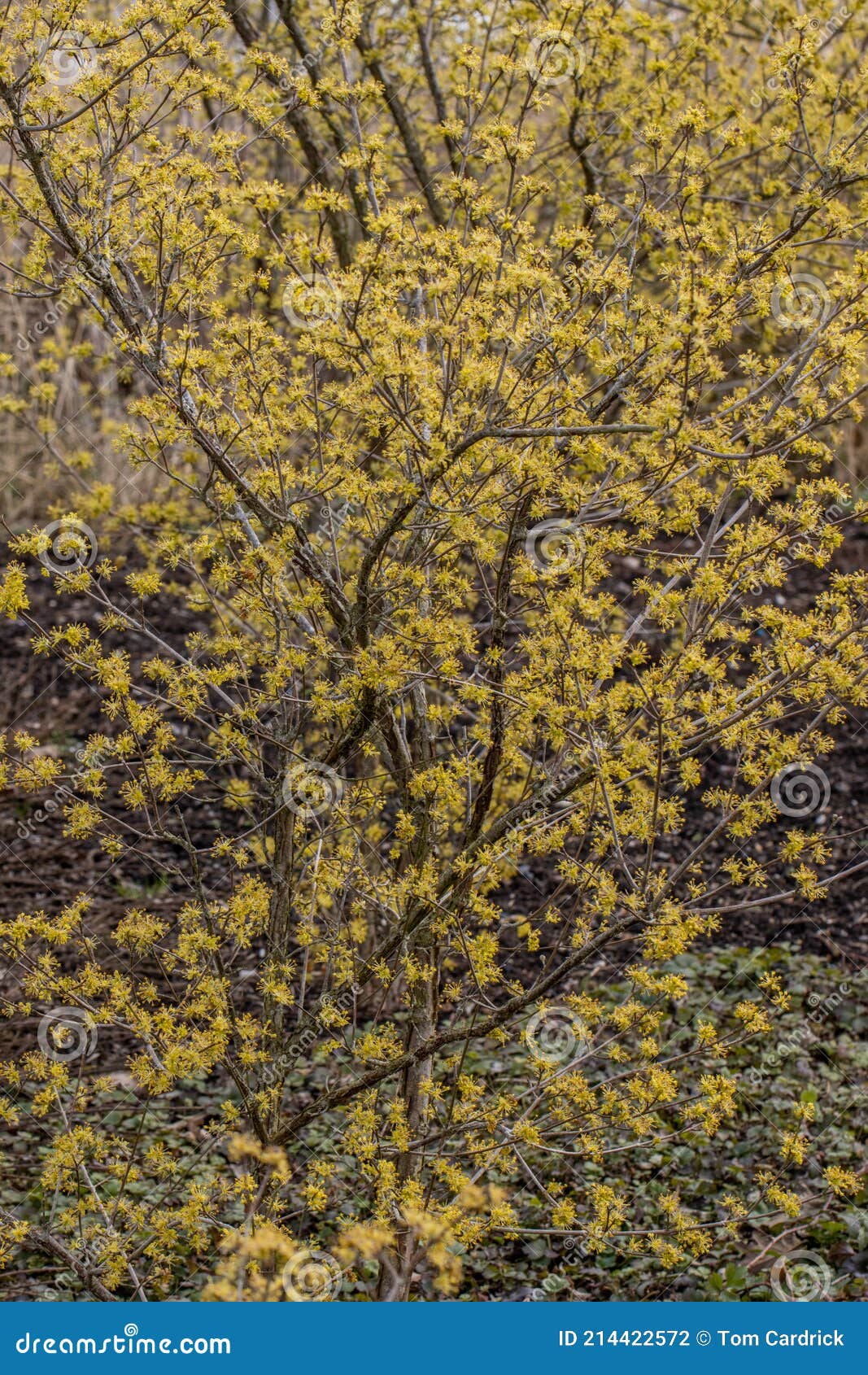 Cornus Officinalis Or Sansuyu Stock Photography | CartoonDealer.com ...