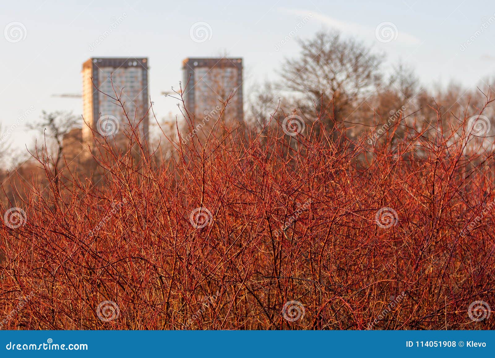 Cornus Sanguinea. Brightly Red Branches of the Tree Dogwood in the ...
