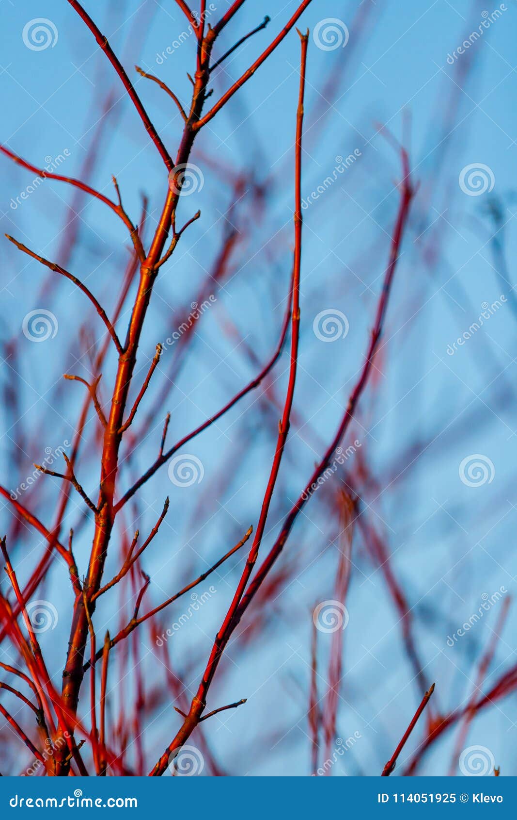 Cornus Sanguinea. Brightly Red Branches of the Tree Dogwood in the ...