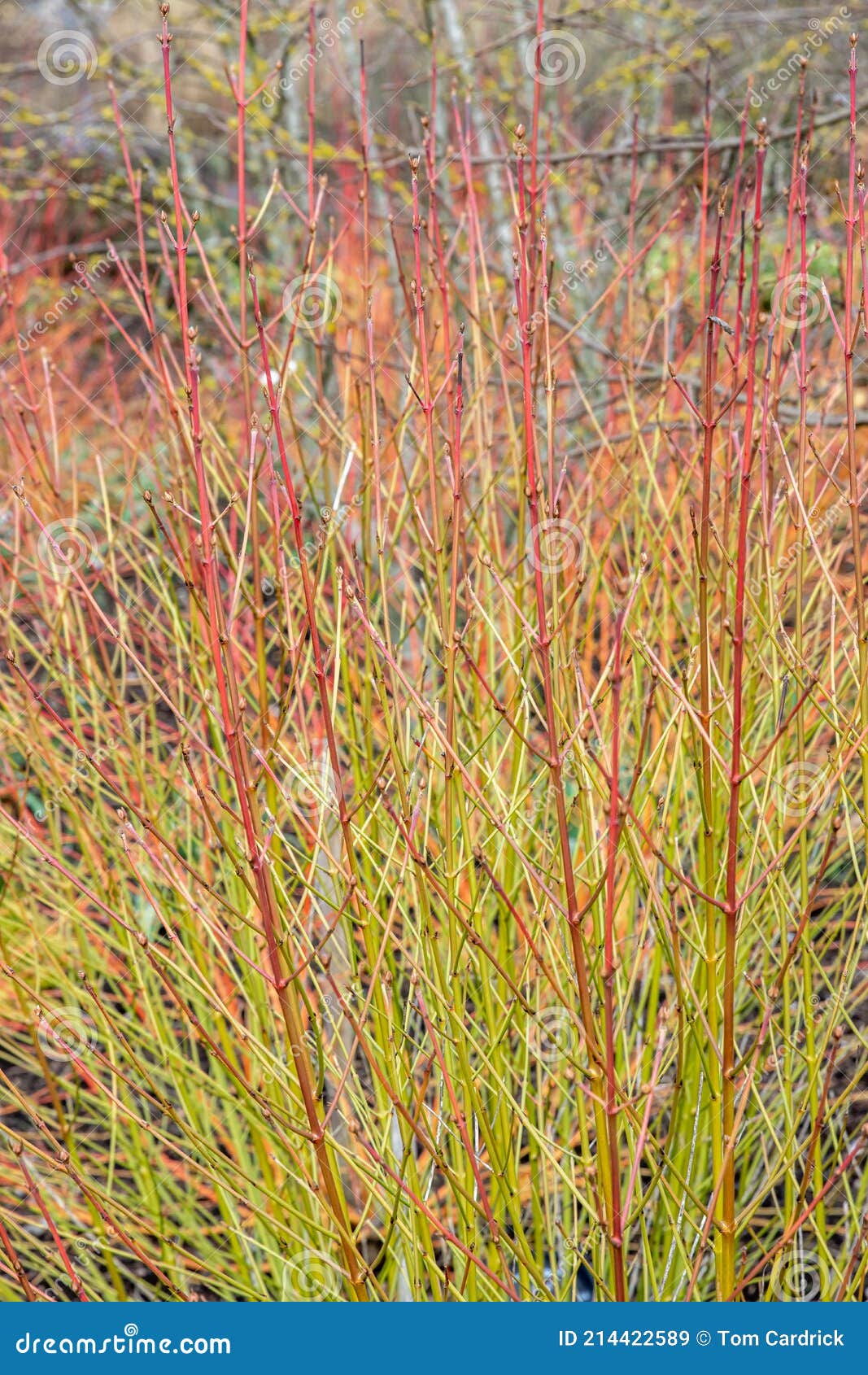Cornus Sanguinea Green Light Stock Image - Image of stems, closeup ...