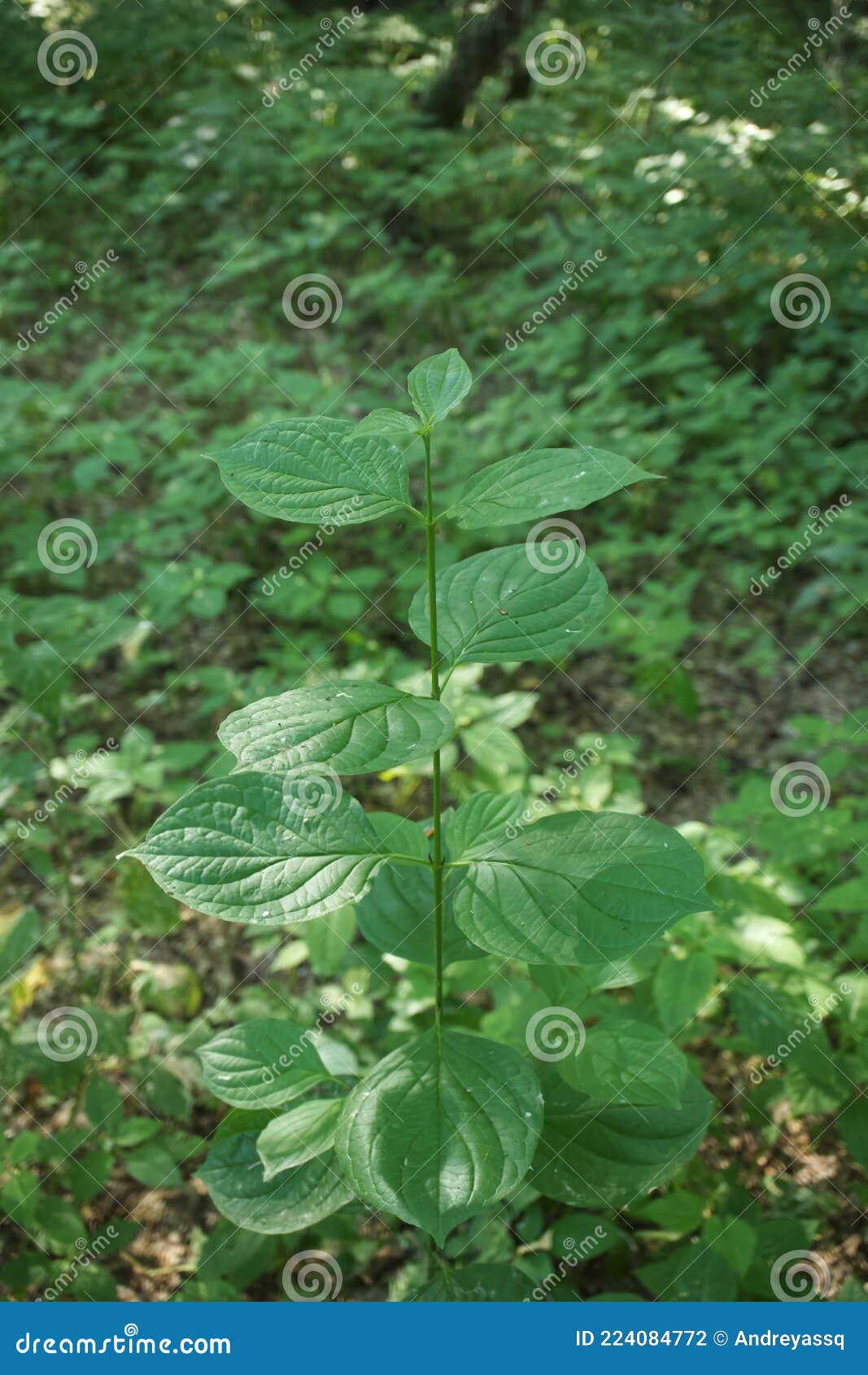 Cornus sanguinea leaves stock photo. Image of plant - 224084772
