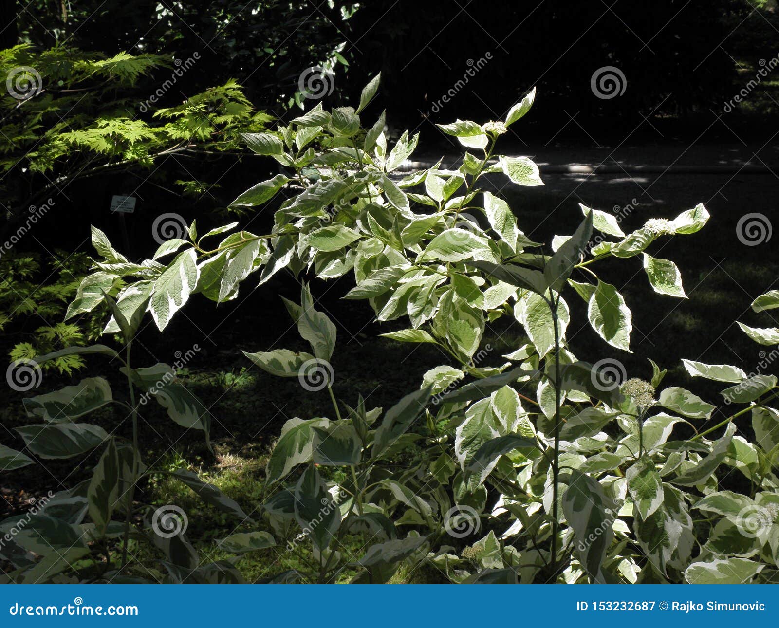Cornus Stoconifera `Silver and Gold` Tree Stock Image - Image of leaves ...