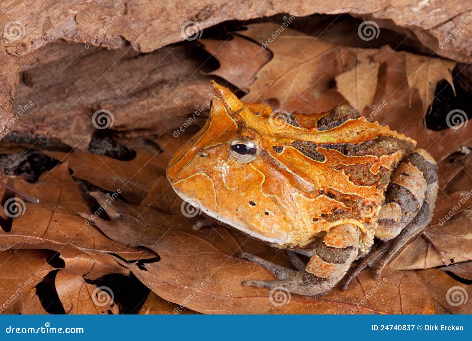 Cornuta Di Ceratophys Del Rospo Cornuto Immagine Stock - Immagine di ...