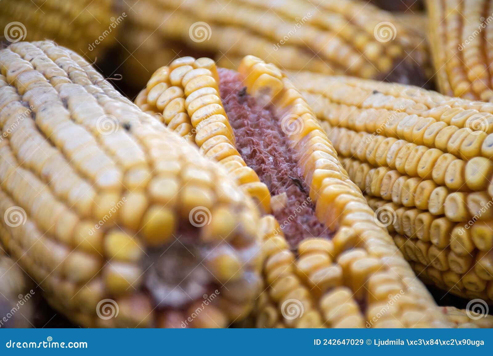 Yellow Corny Field With Blue Sky And White Clouds In The Summer - Czech ...