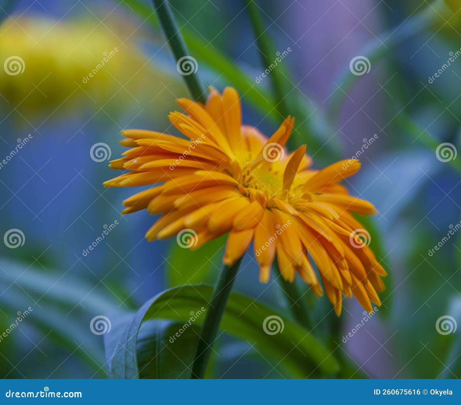 Corolla of the Flower and the Leaves of Calendula in Diffused Light ...
