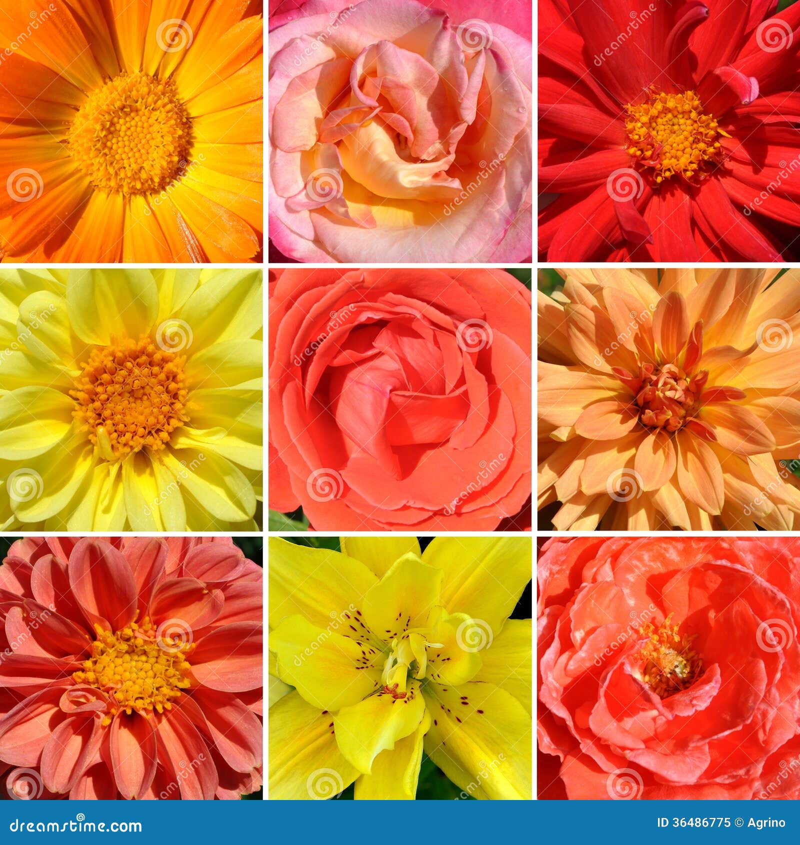 Corollas beautiful flowers stock image. Image of rose - 36486775