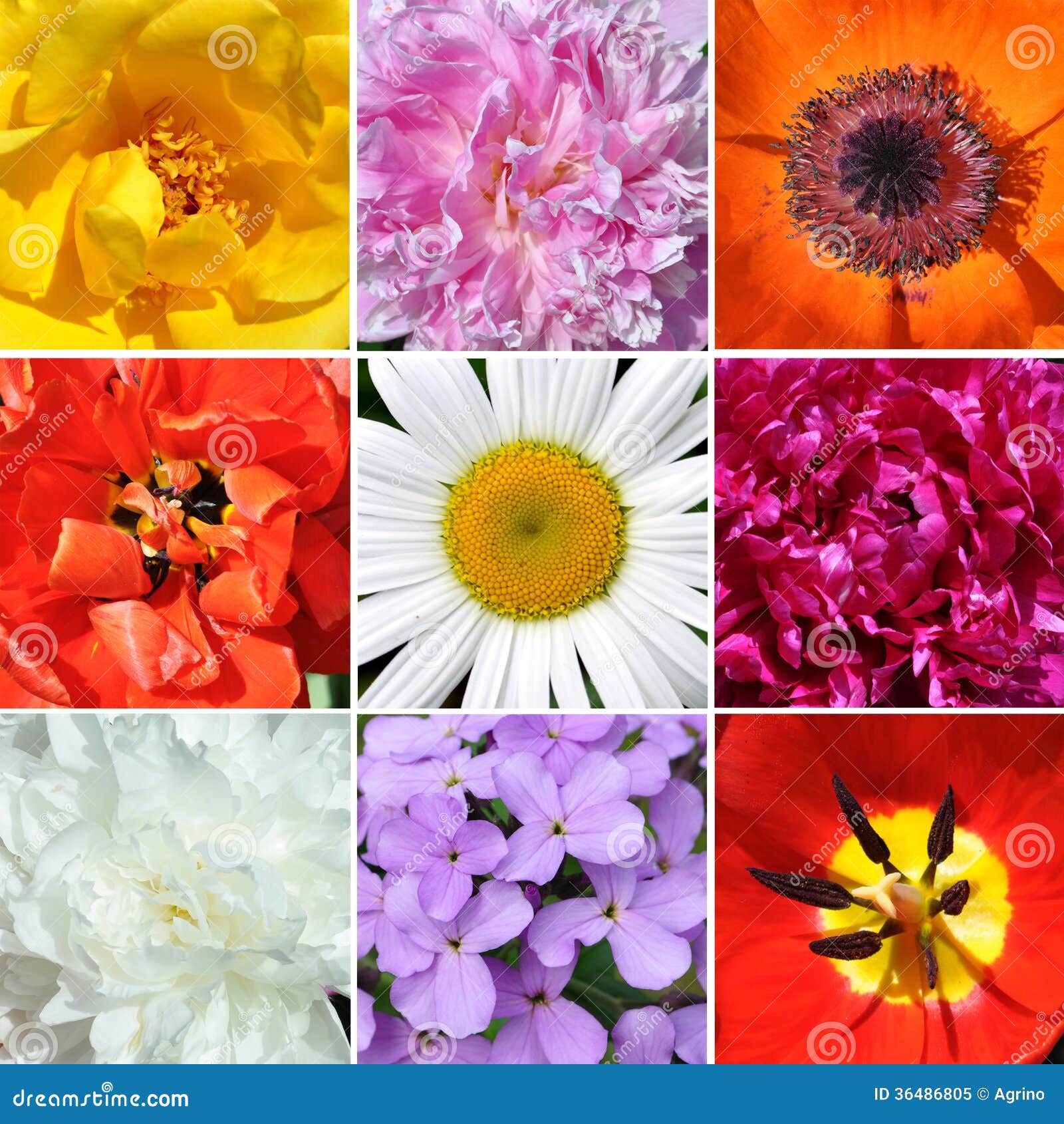 Corollas flowers stock image. Image of flowering, pink - 36486805