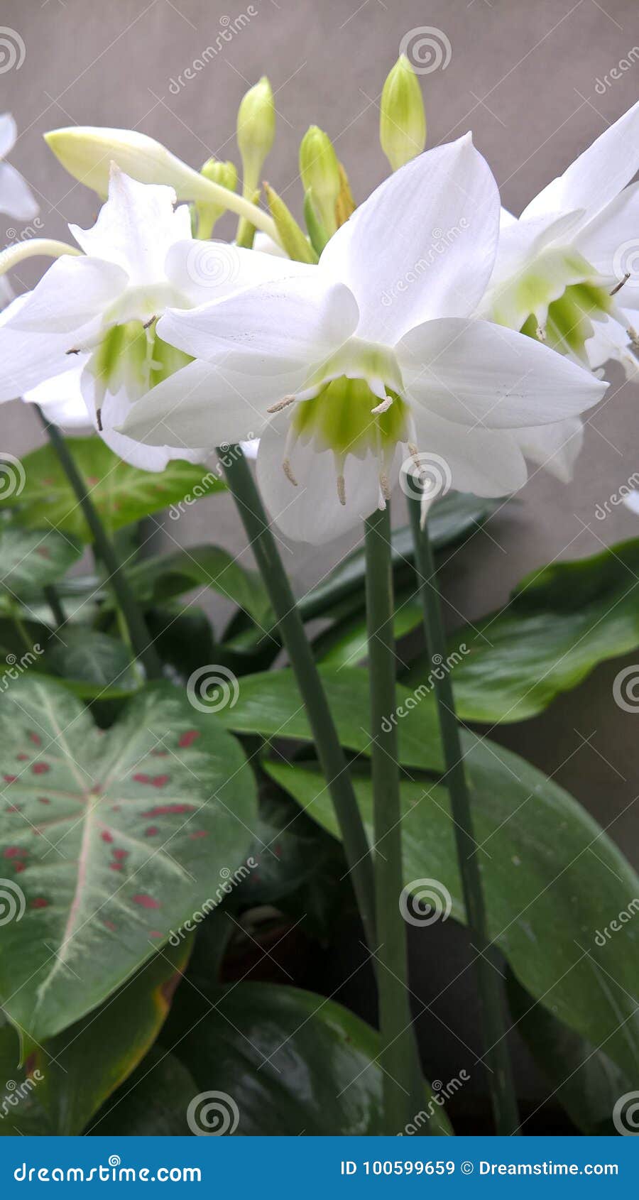 Corona de Maria imagen de archivo. Imagen de flor, corona - 100599659