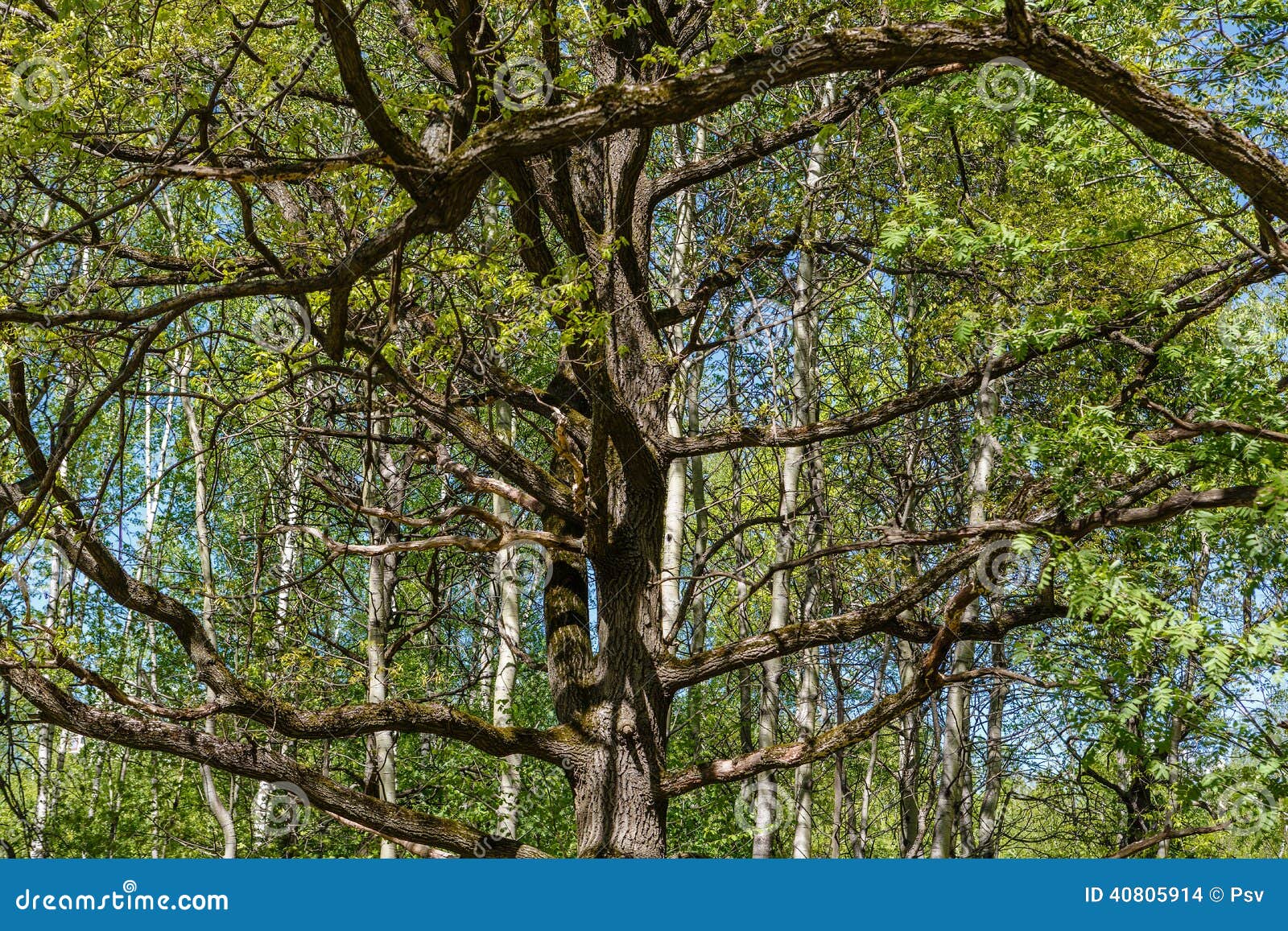 Corona rameada de un roble foto de archivo. Imagen de follaje - 40805914