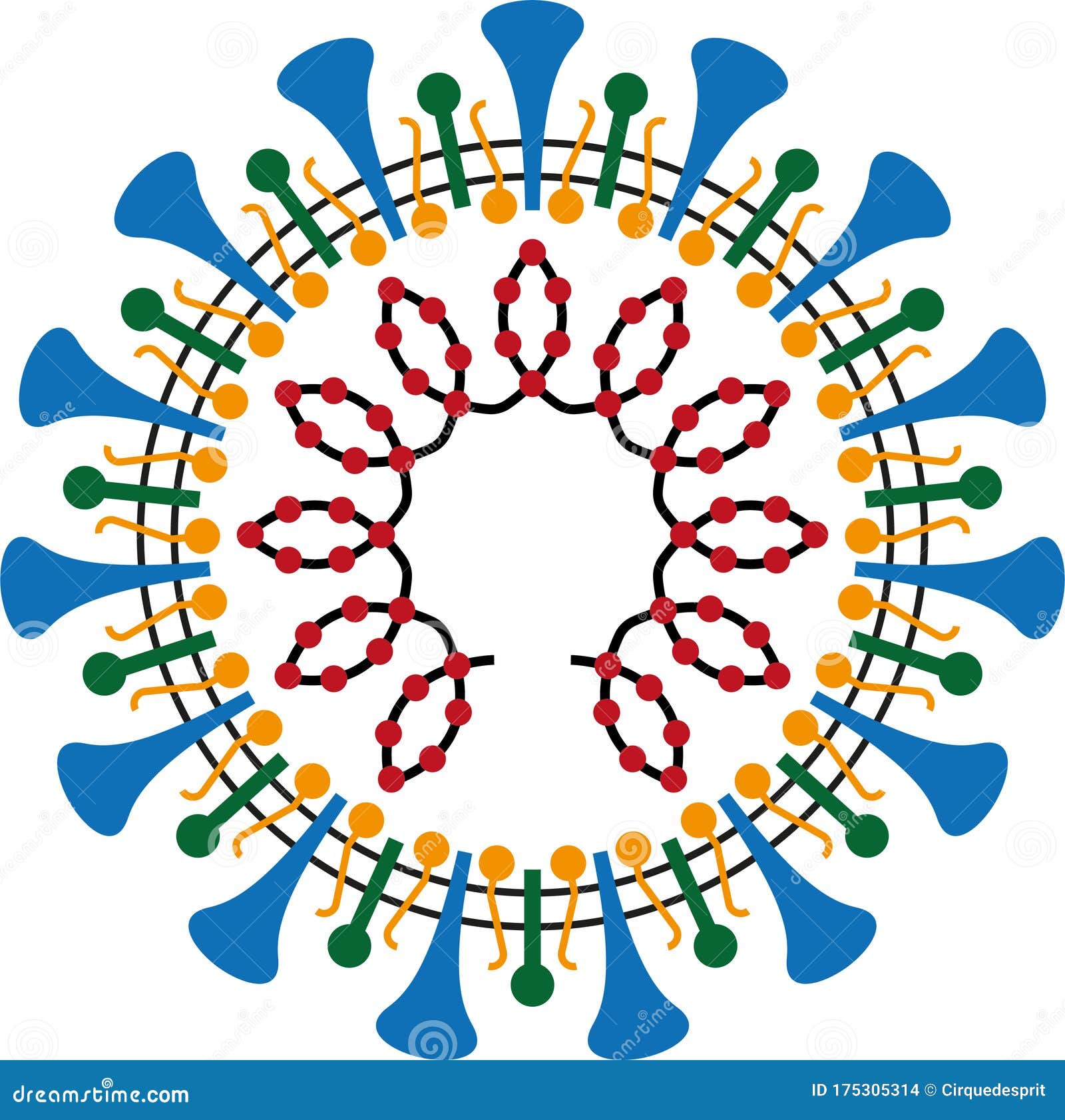 Coronavirus Covid-19 Corona Virus Scheme Cross Section Vector Stock ...