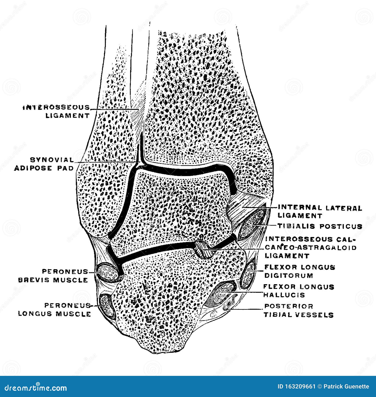 Coronal Section through the Ankle Joint, Vintage Illustration Stock ...