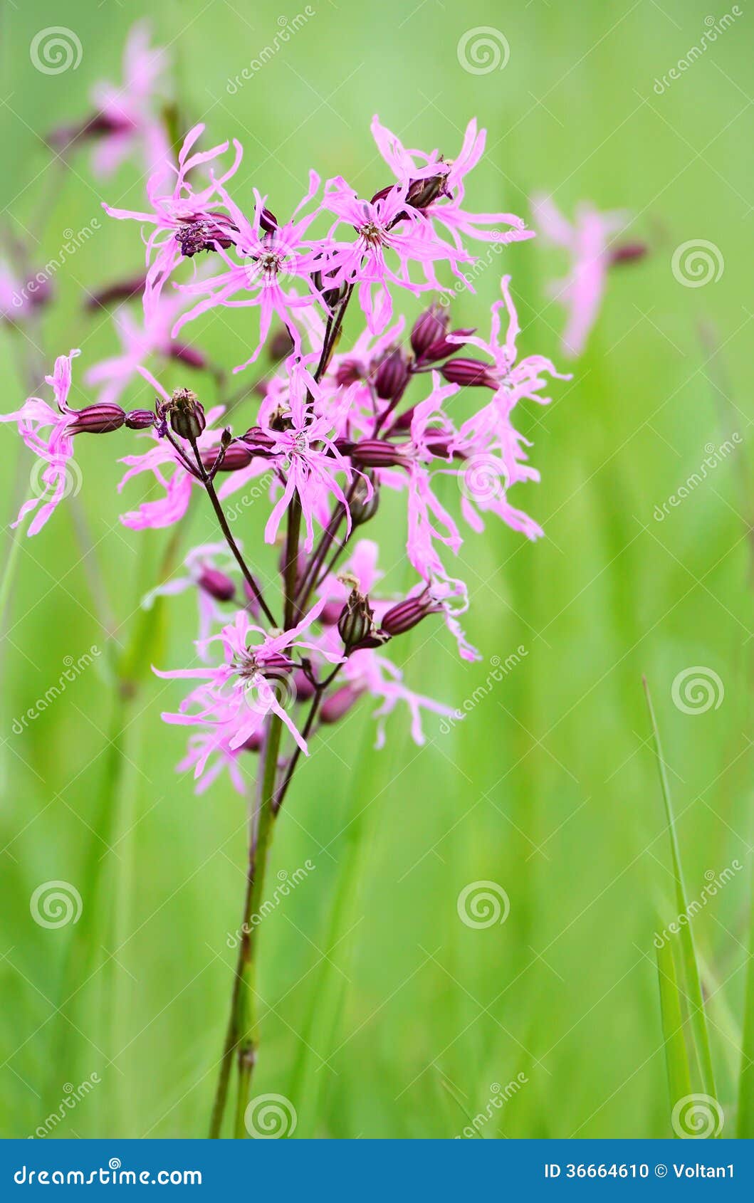 Coronaria Flos-cuculi (Lychnis Flos-cuculi) Flower Stock Photo - Image ...