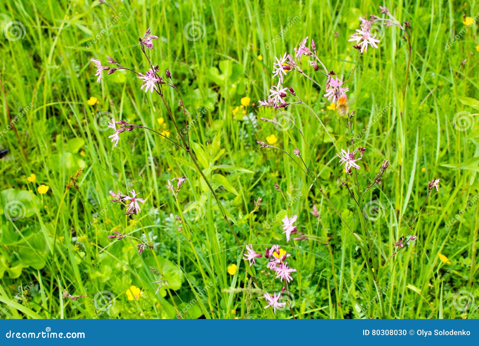 Coronaria Flos-cuculi Lychnis Flos-cuculi Flowers Stock Photo - Image ...