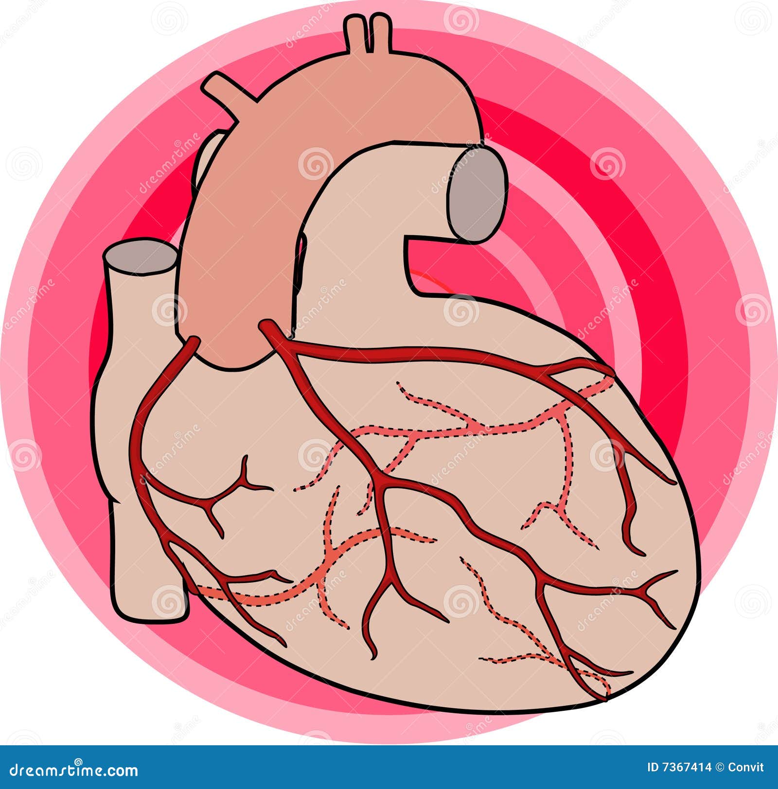 Coronary Arteries stock vector. Illustration of cardiac - 7367414