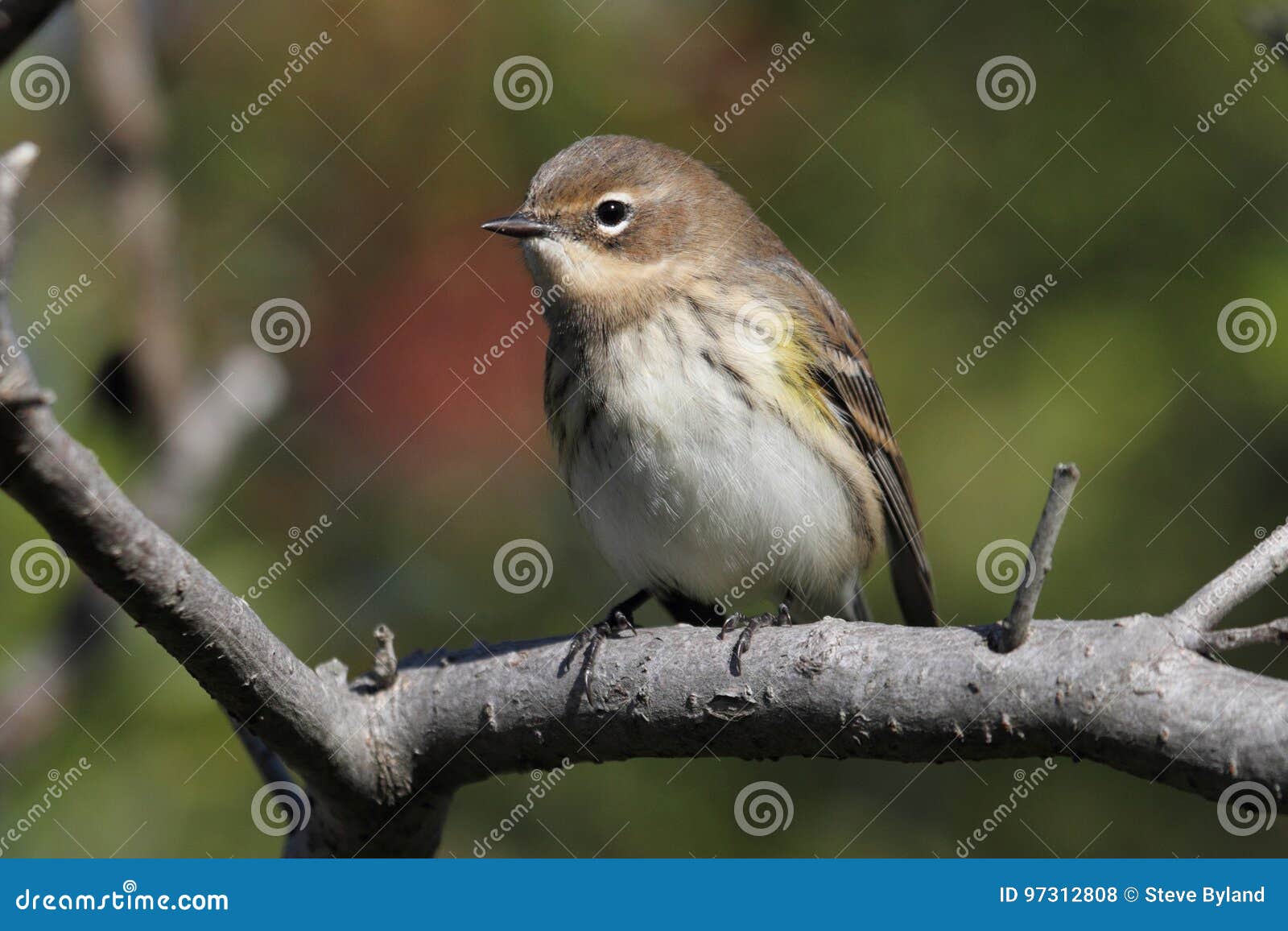 Coronata Dalla Groppa Gialla Del Dendroica Della Silvia Fotografia ...