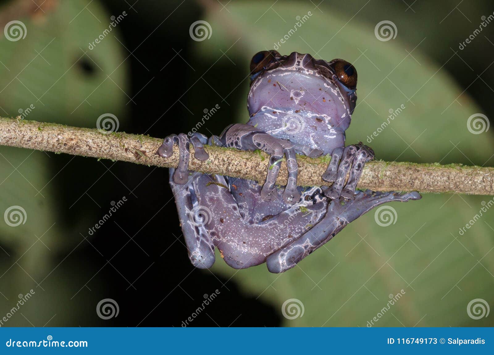 Coronated tree frog stock image. Image of frog, wildlife - 116749173