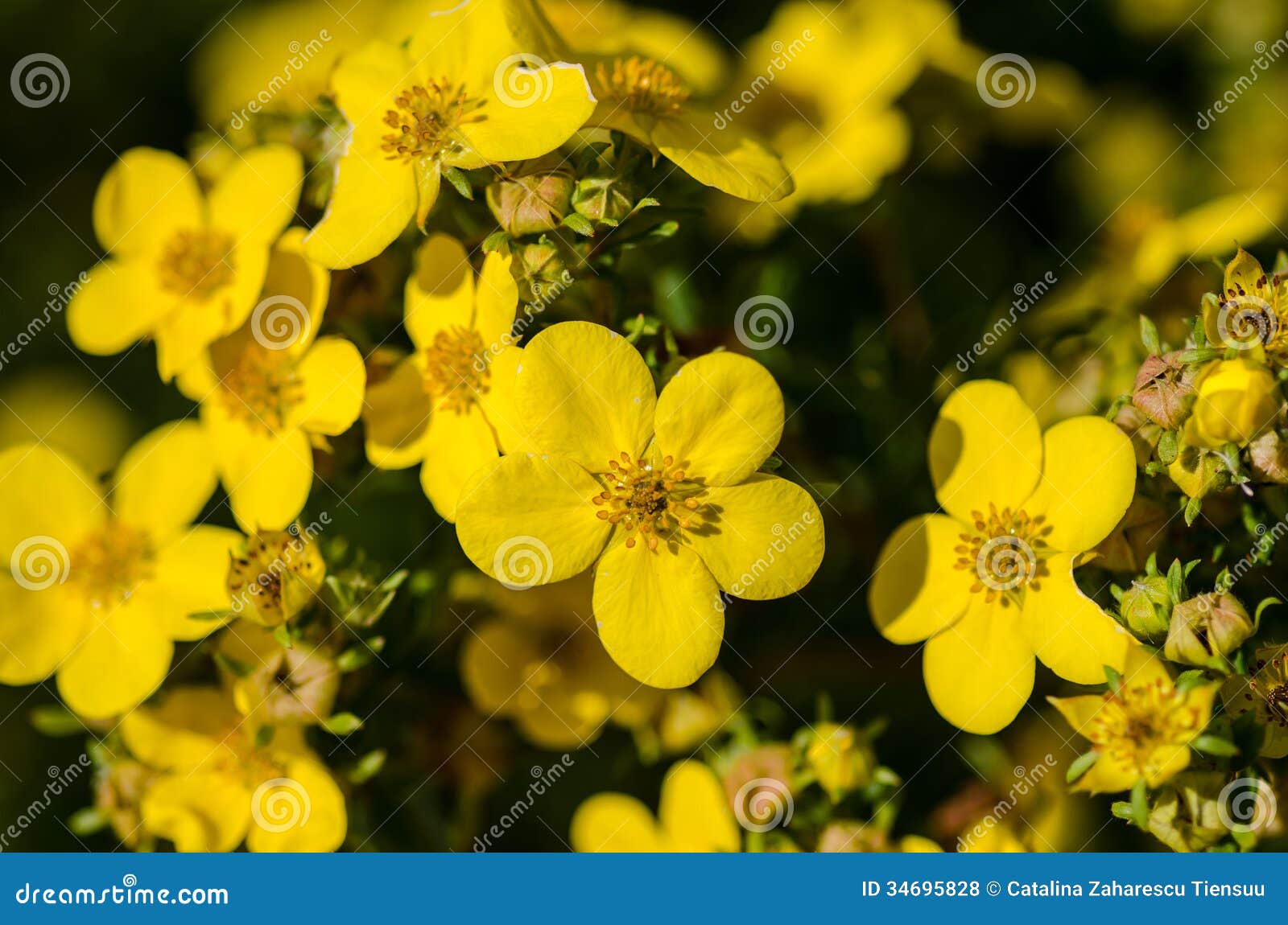 Coronation Thriumph Flowers Stock Photo - Image of shadow, hardy: 34695828
