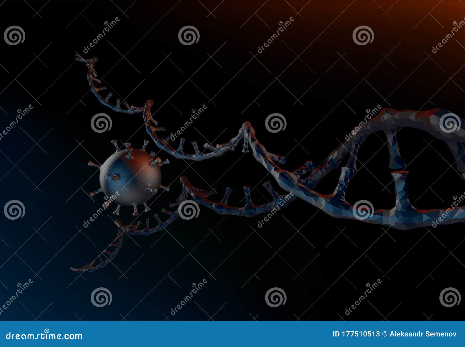 Coronavirus Replication. Life Cycle Of RNA Viruses Vector Illustration ...