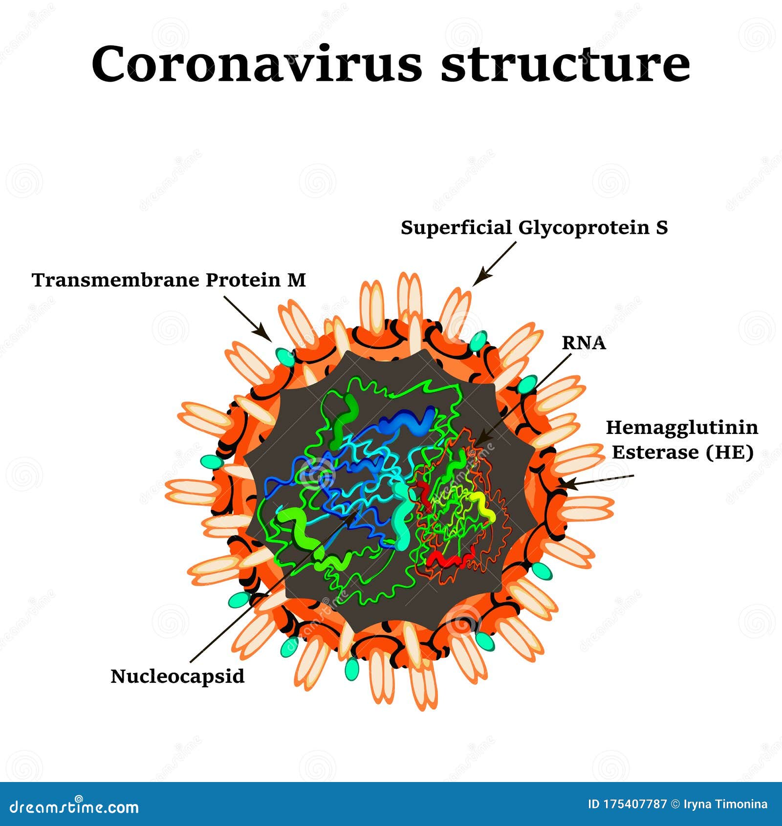 Coronavirus. the Structure of the Chinese Coronavirus. Influenza Virus ...