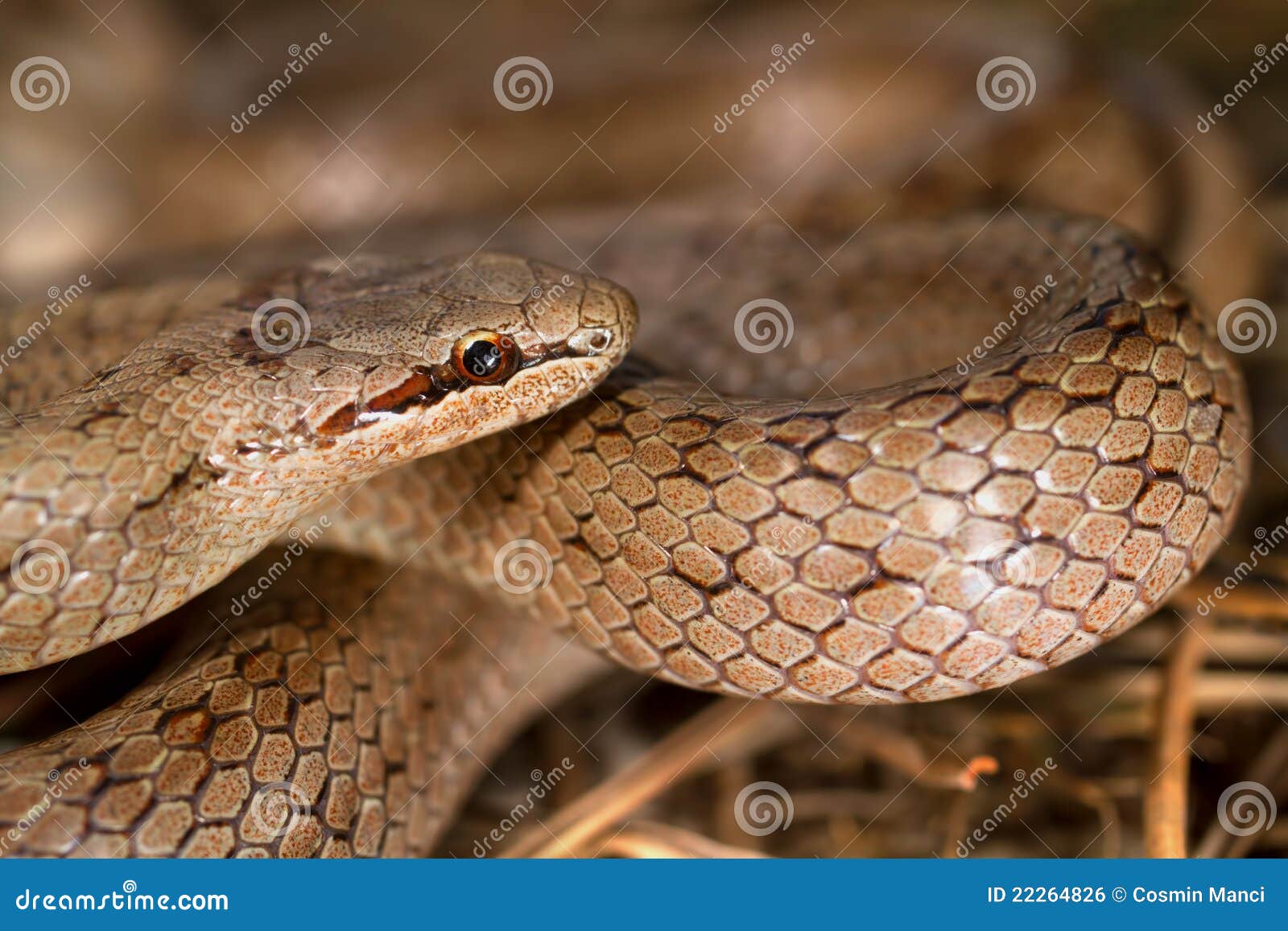 Coronella austriaca stock photo. Image of fauna, austriaca - 22264826