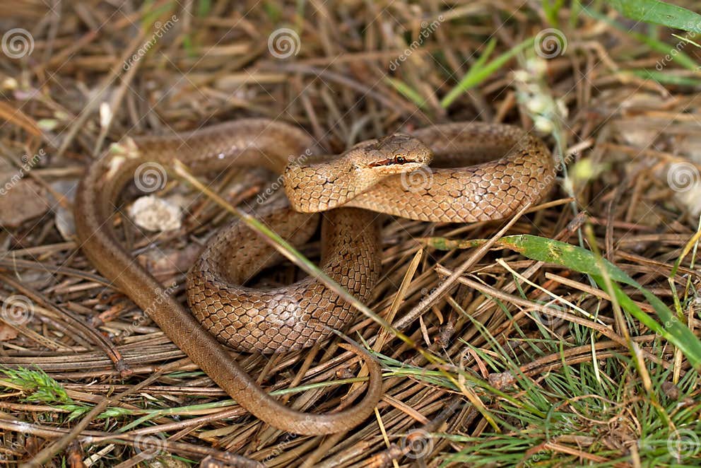 Coronella austriaca stock photo. Image of nature, environment - 22452976