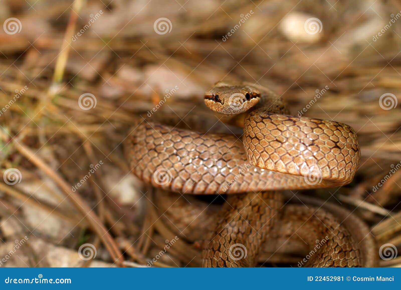 Coronella austriaca stock image. Image of nature, smooth - 22452981