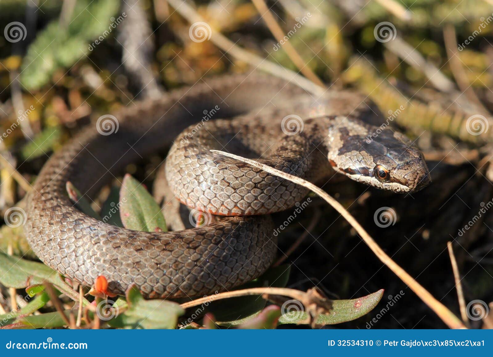 Coronella austriaca stock photo. Image of reptile, sunny - 32534310