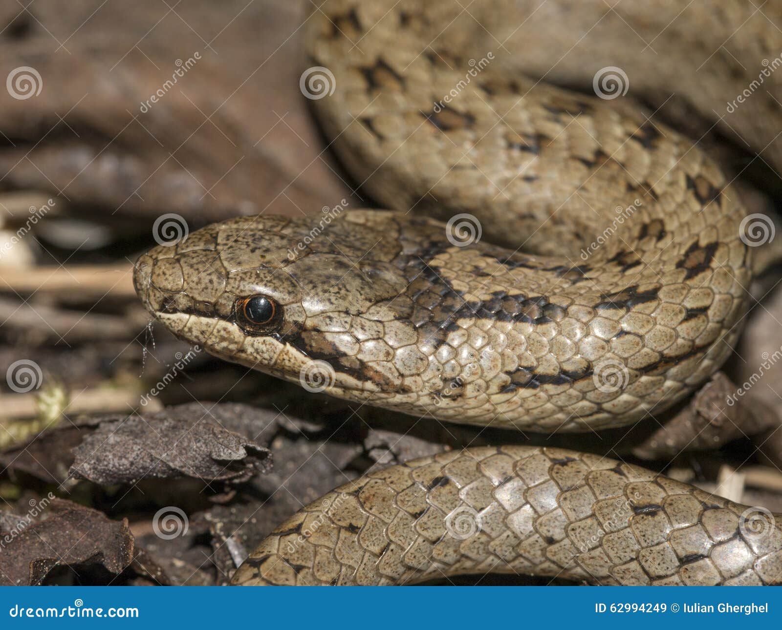 Coronella Austriaca - Smooth Snake Stock Image - Image of species ...