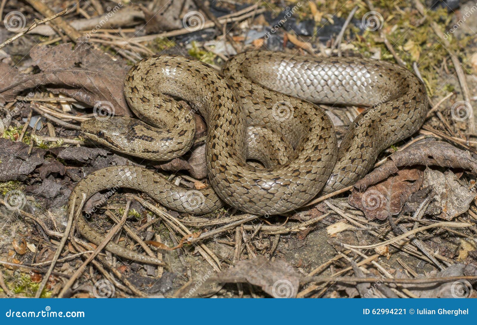 Coronella Austriaca - Smooth Snake Stock Image - Image of herpetology ...