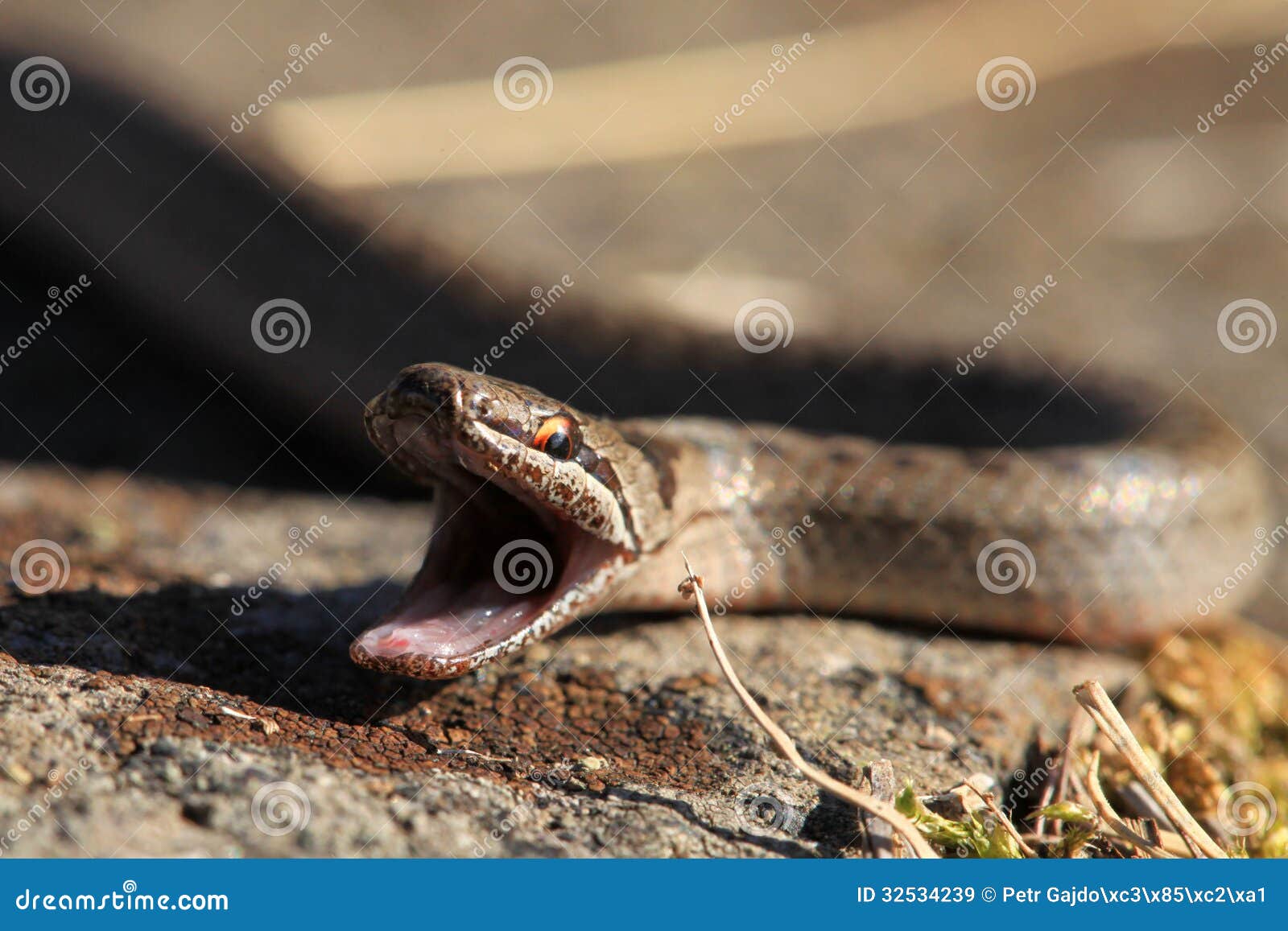 Coronella austriaca stock image. Image of reptile, open - 32534239