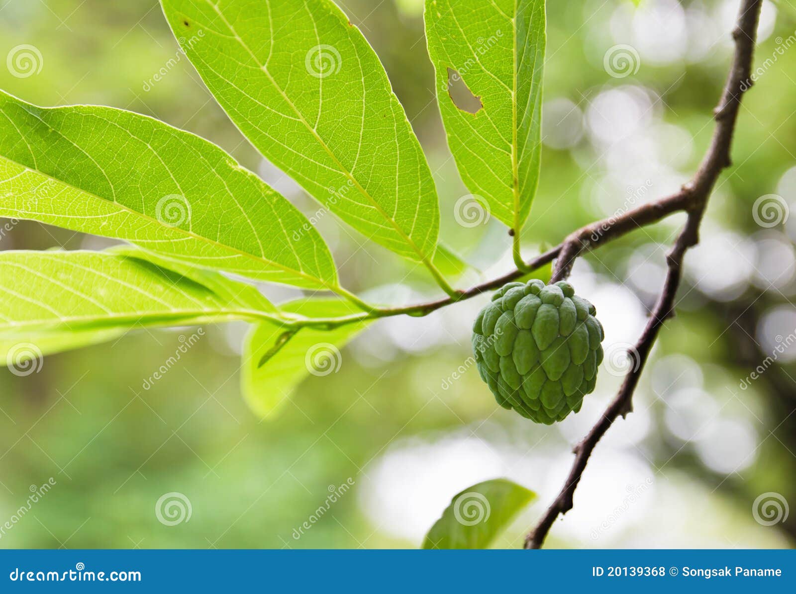 Corossol photo stock. Image du nutrition, vivacité, lame - 20139368
