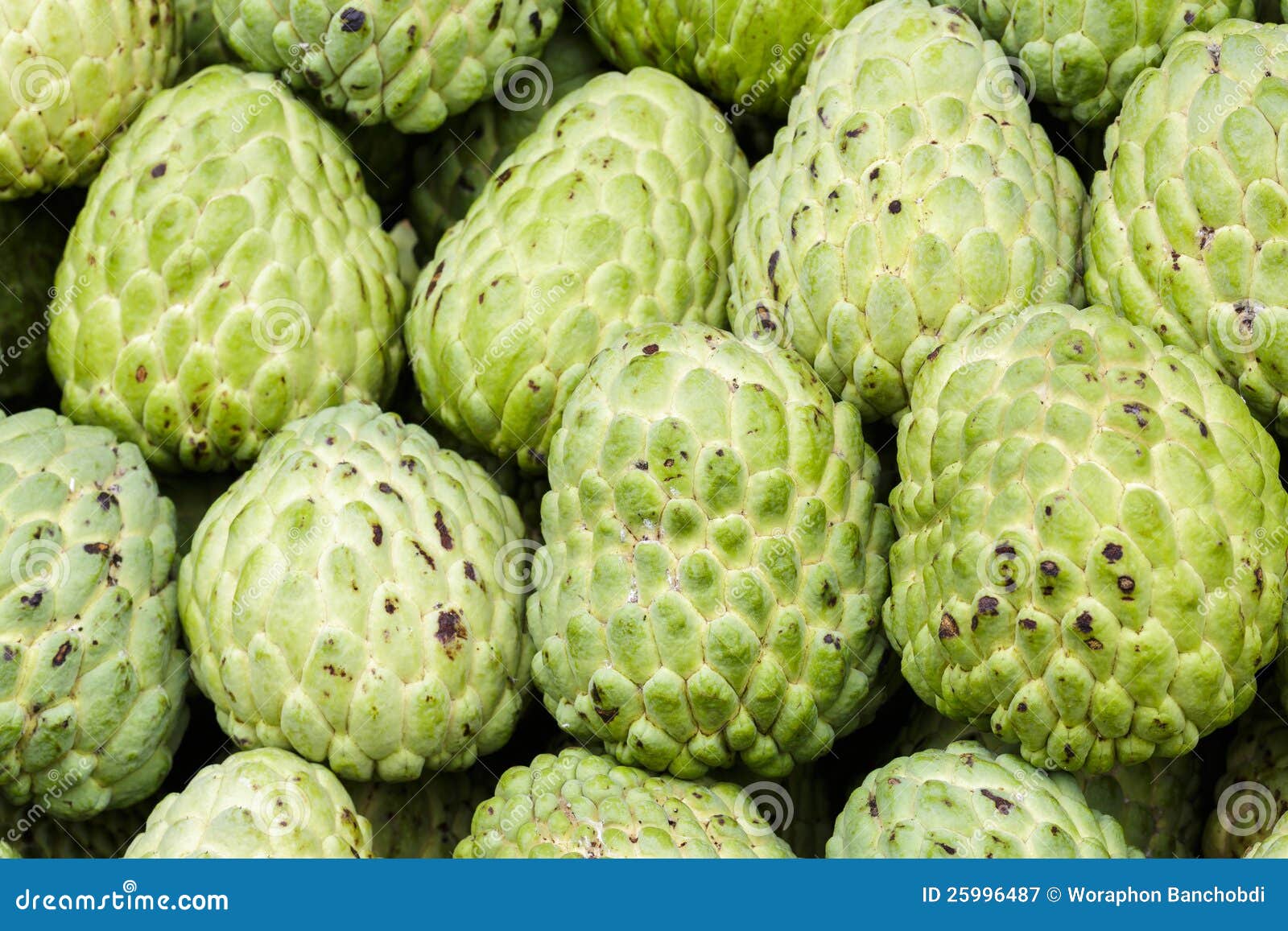 Corossol Photographie stock libre de droits - Image: 25996487