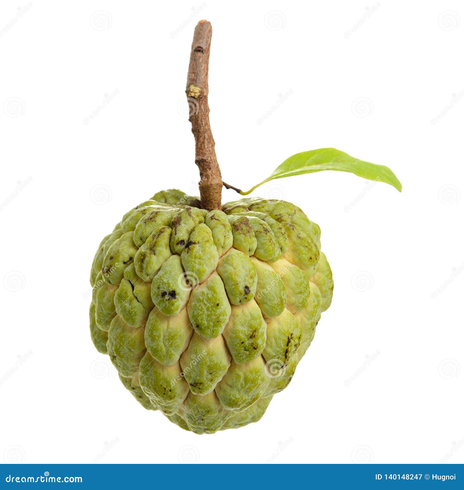 Corossol d'isolement image stock. Image du organique - 140148247