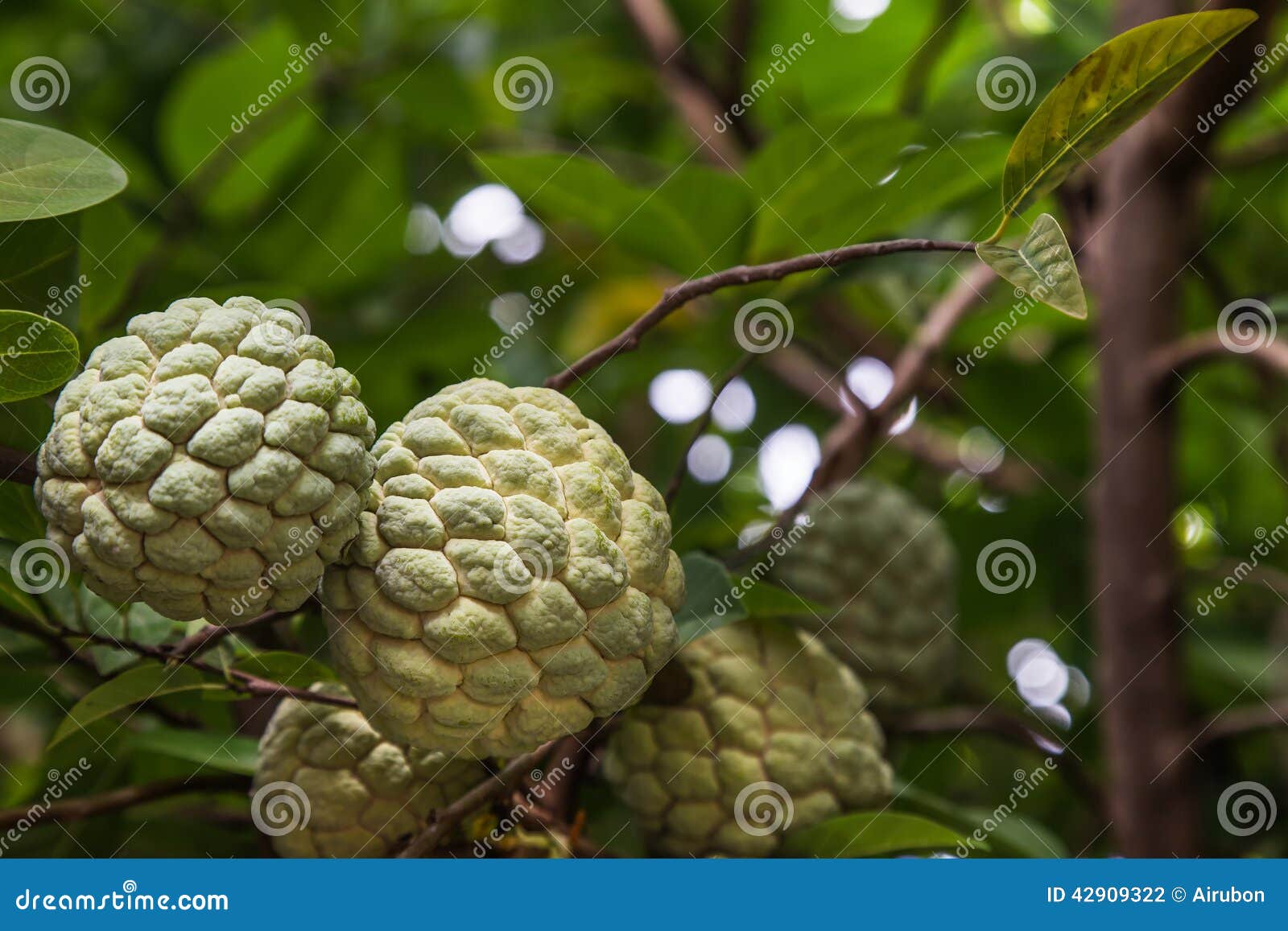 Corossol frais sur l'arbre photo stock. Image du agriculture - 42909322