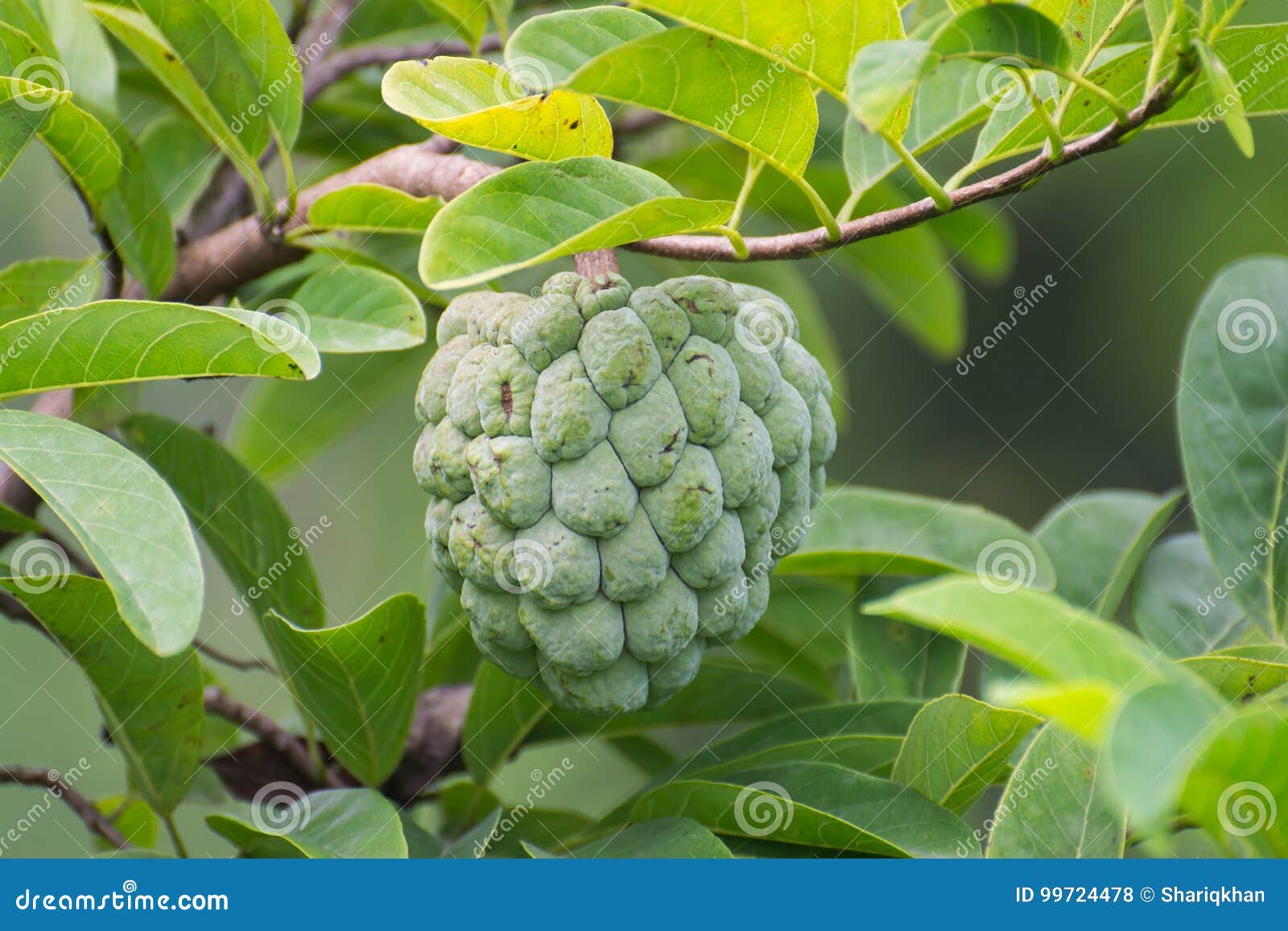 Corossol ou pomme cannelle photo stock. Image of centrale - 99724478