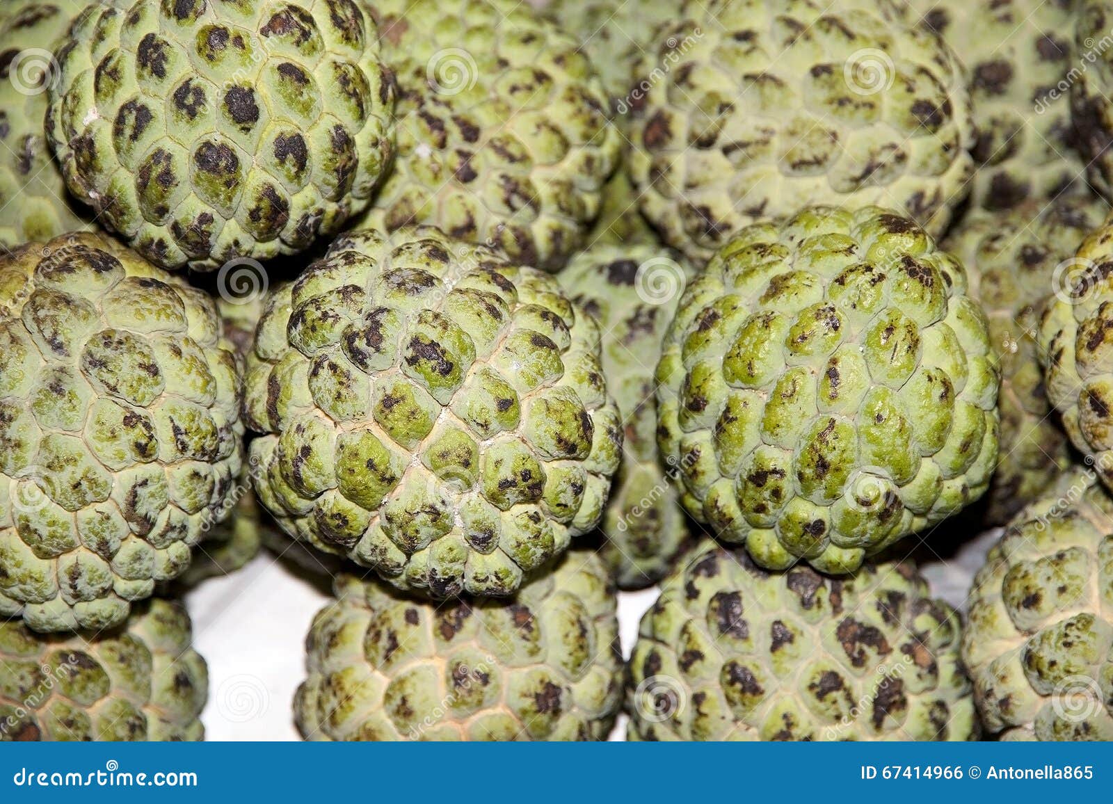 Corossol (reticulata D'Annona) Photo stock - Image du vert, pomme: 67414966