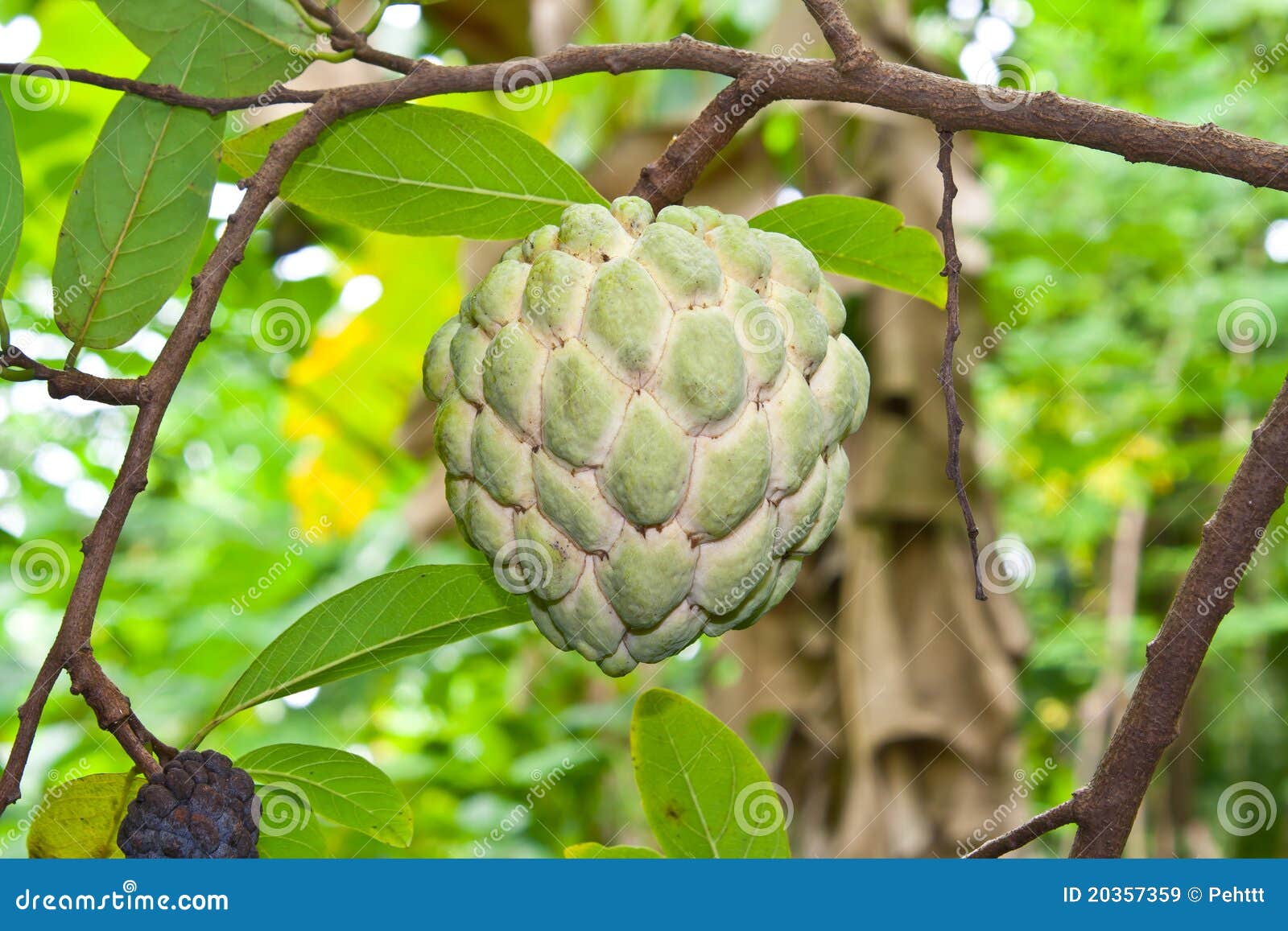 Corossol sur l'arbre image stock. Image du produit, pomme - 20357359