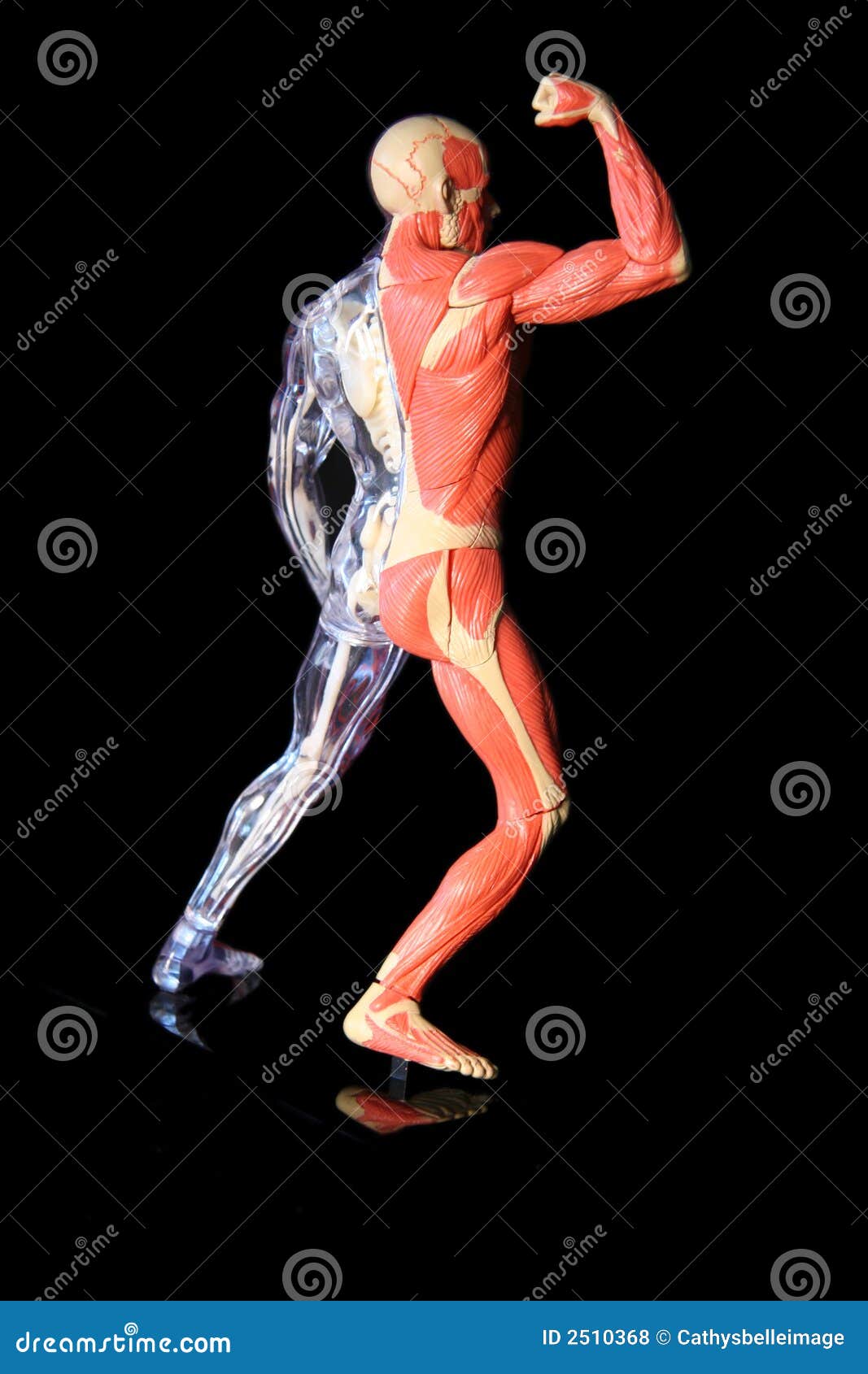 Corpo humano foto de stock. Imagem de fundo, muscular - 2510368