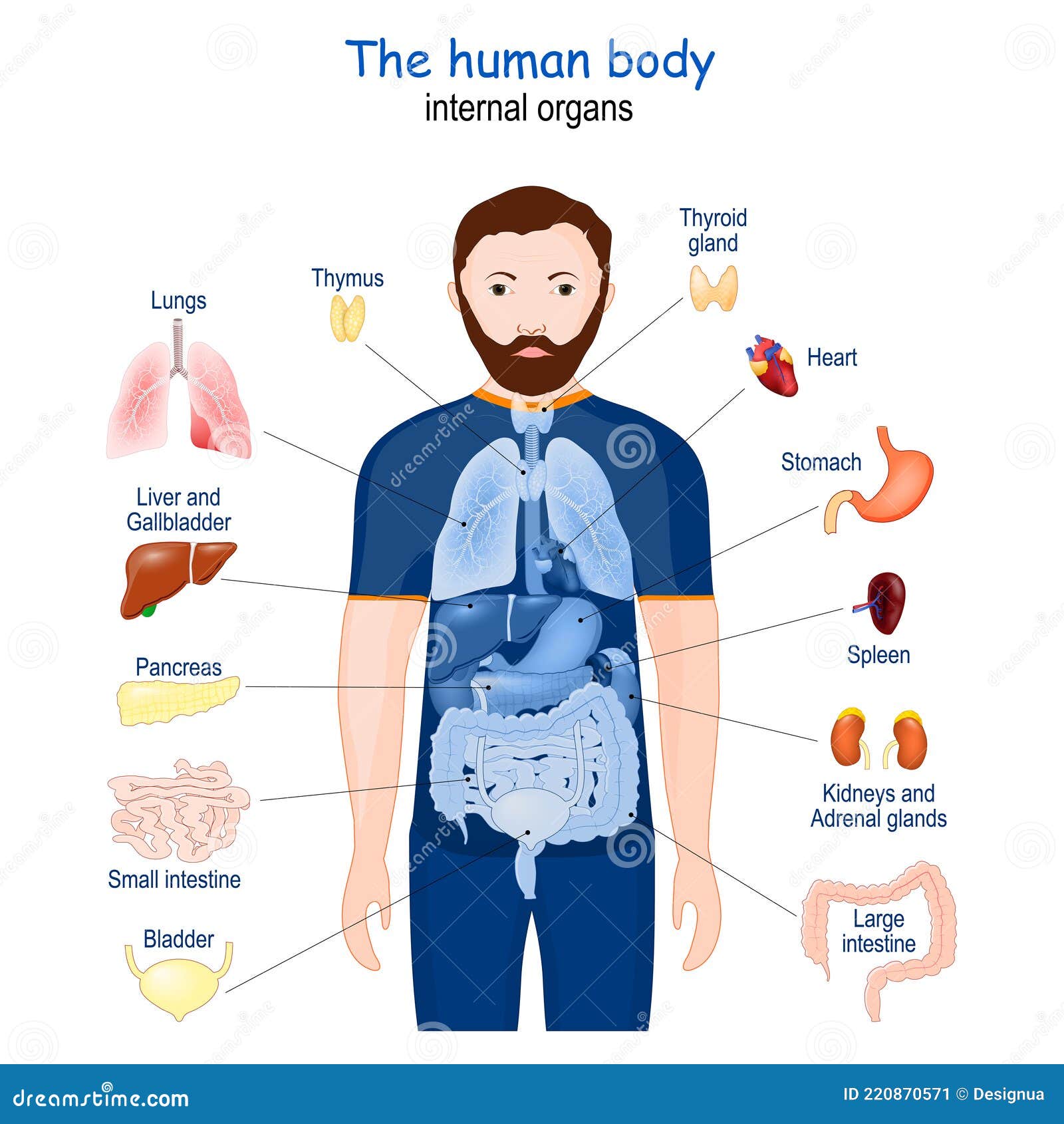 Corpo Umano. Anatomia Degli Organi Interni Illustrazione Vettoriale ... Corpo Umano. Anatomia Degli Organi Interni Illustrazione Vettoriale ...