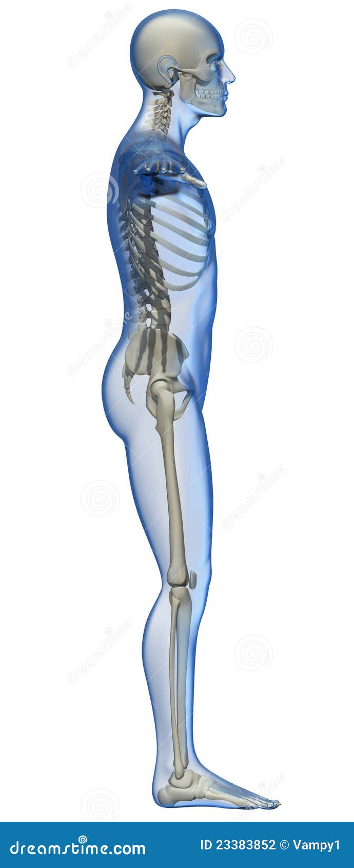 Corpo Umano E Scheletro Del Profilo Illustrazione di Stock ...