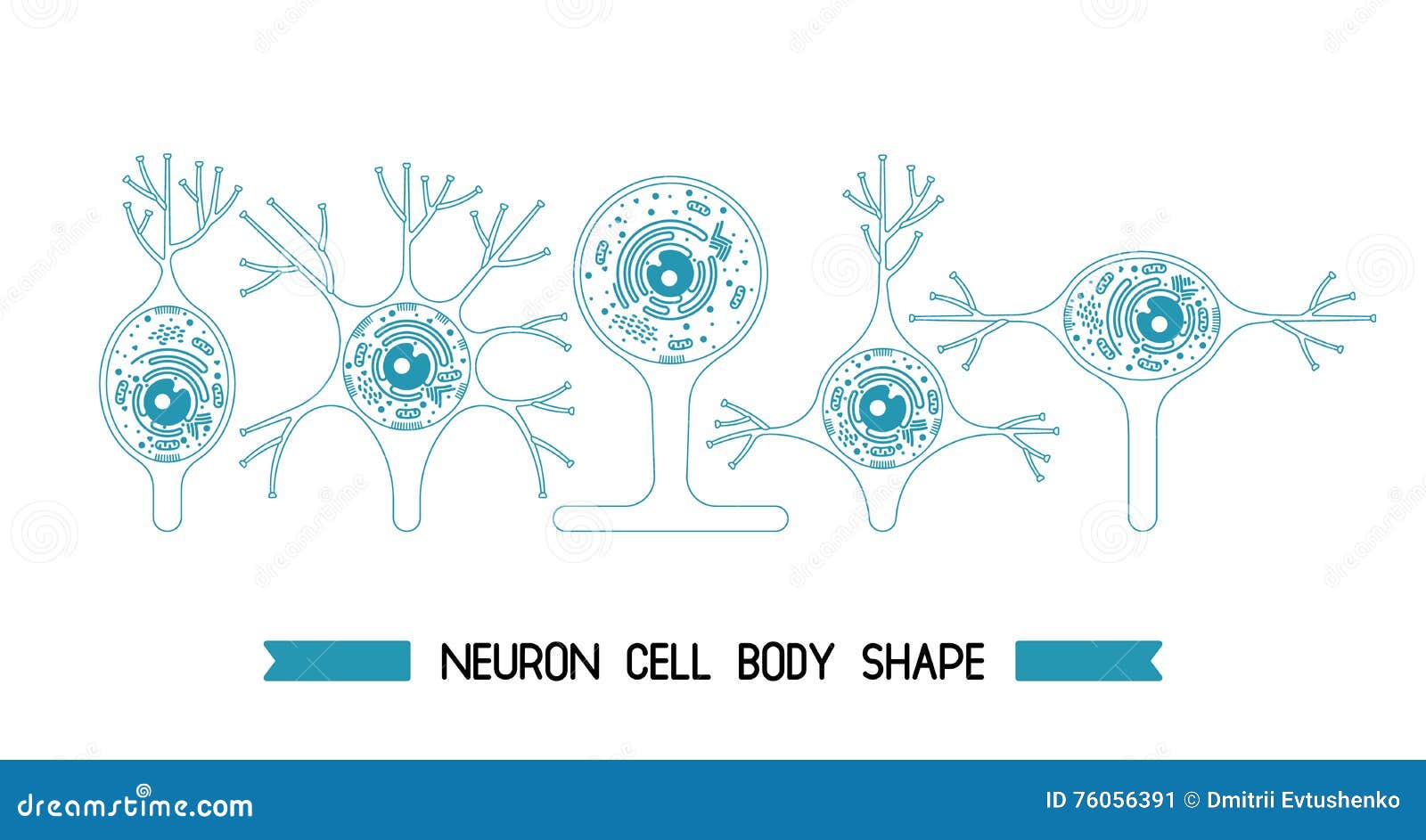 Corps Cellulaire De Neurone Illustration de Vecteur - Illustration du ...