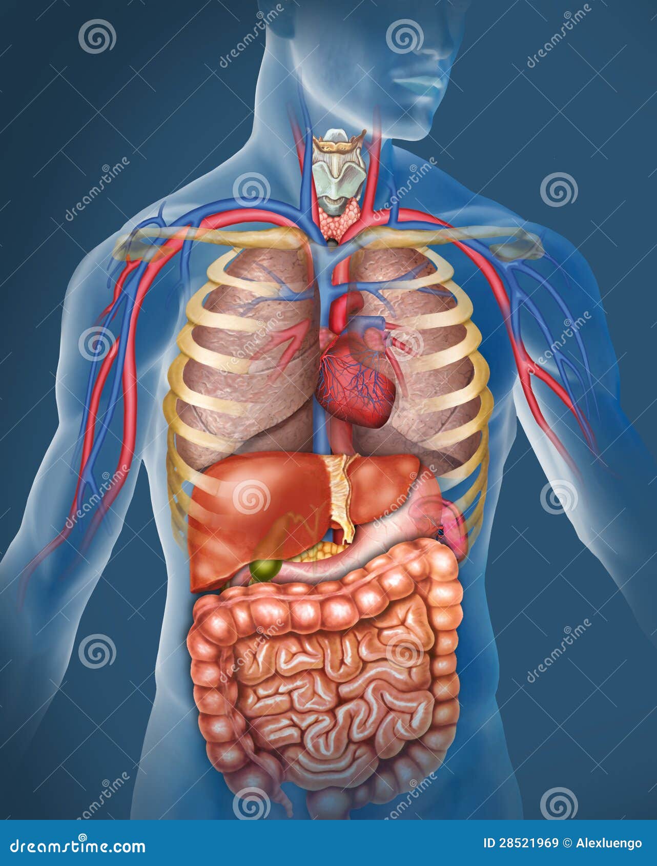 Corps Humain Images libres de droits - Image: 28521969
