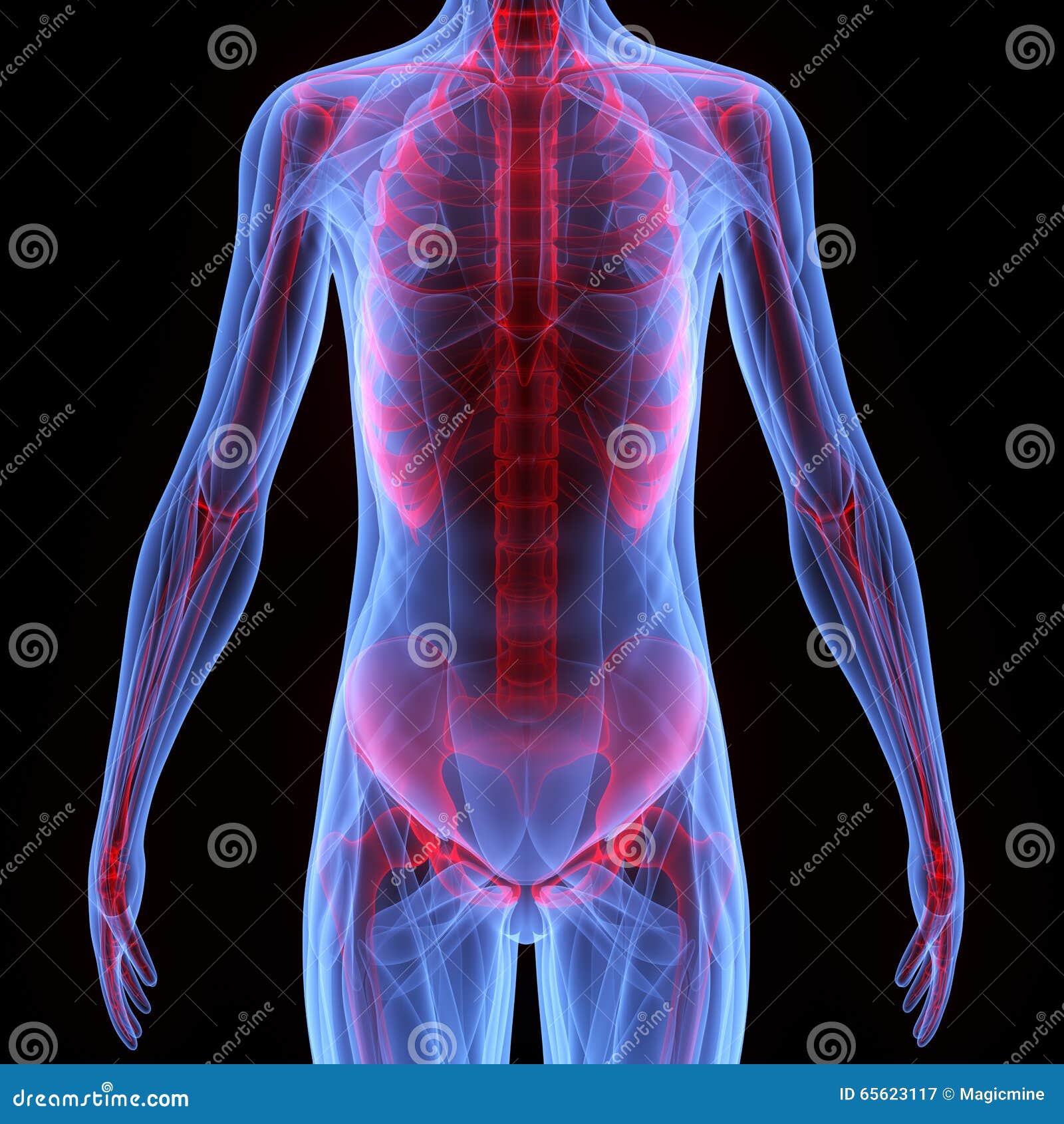 Corps humain de muscle illustration stock. Illustration du illustration ...