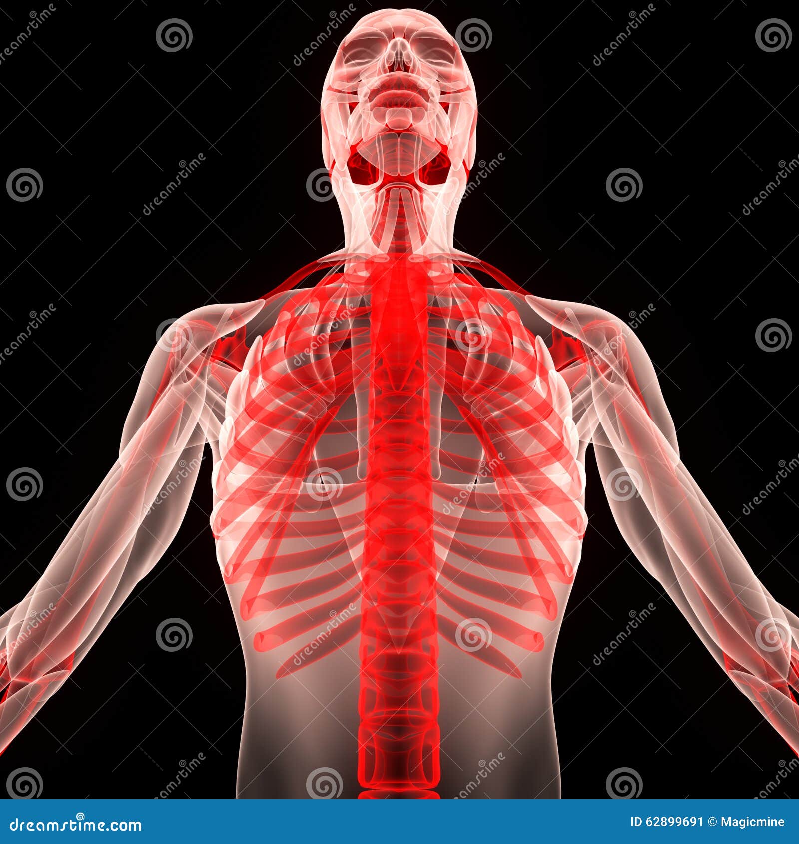 Corps Humain De Muscle Avec Le Squelette Illustration Stock ...