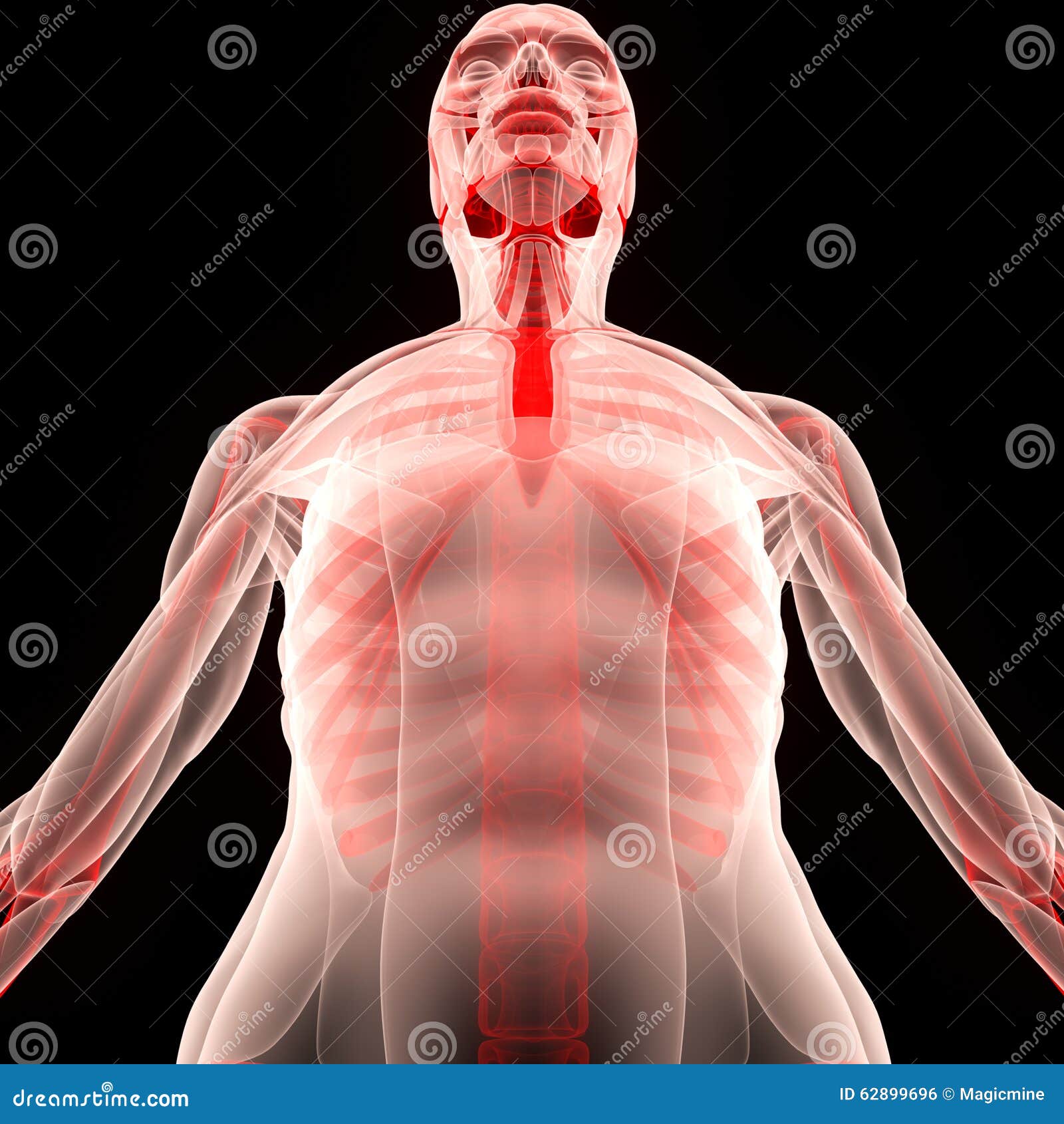 Corps Humain De Muscle Avec Le Squelette Illustration Stock ...