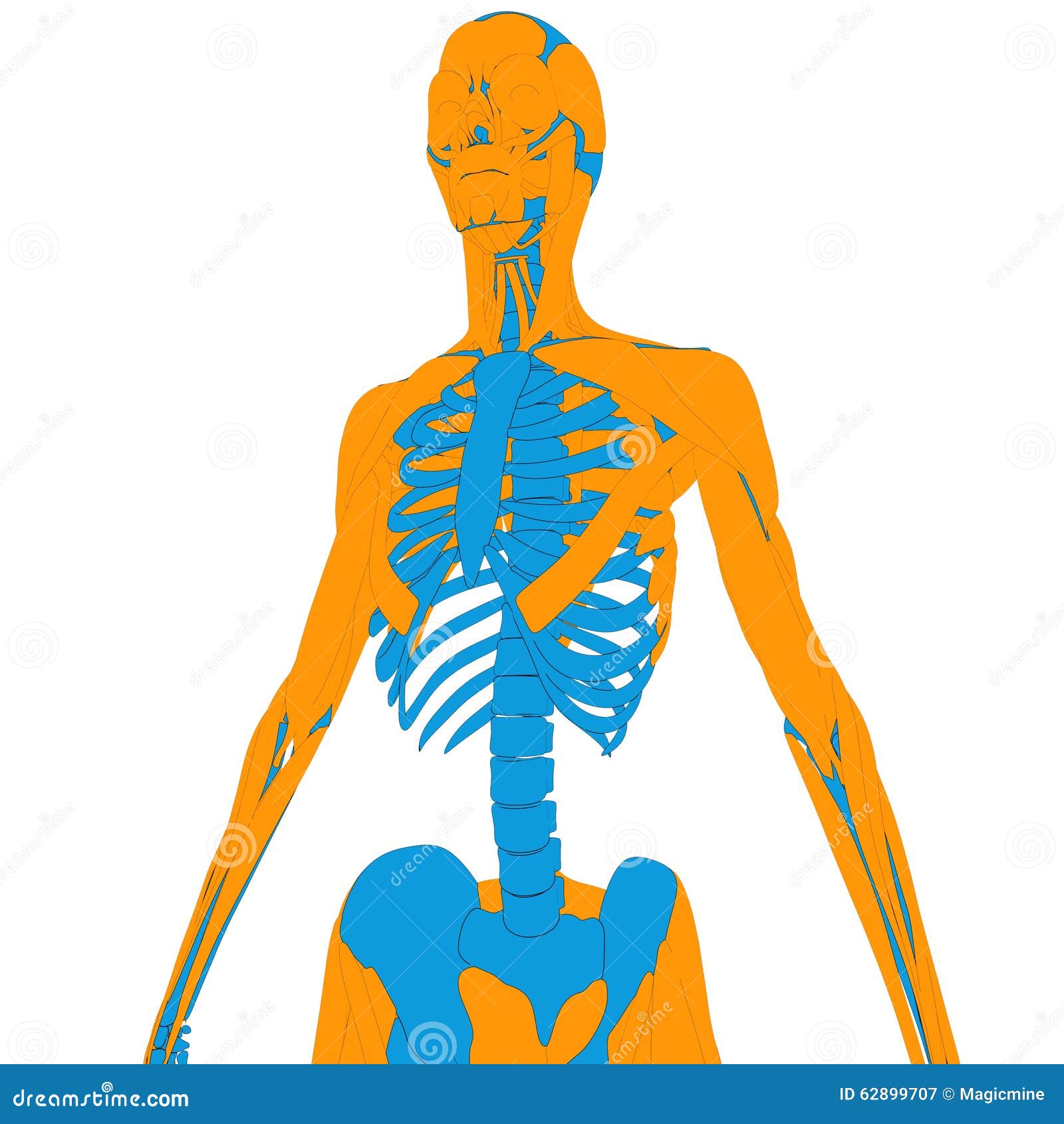 Corps Humain De Muscle Avec Le Squelette Illustration Stock ...